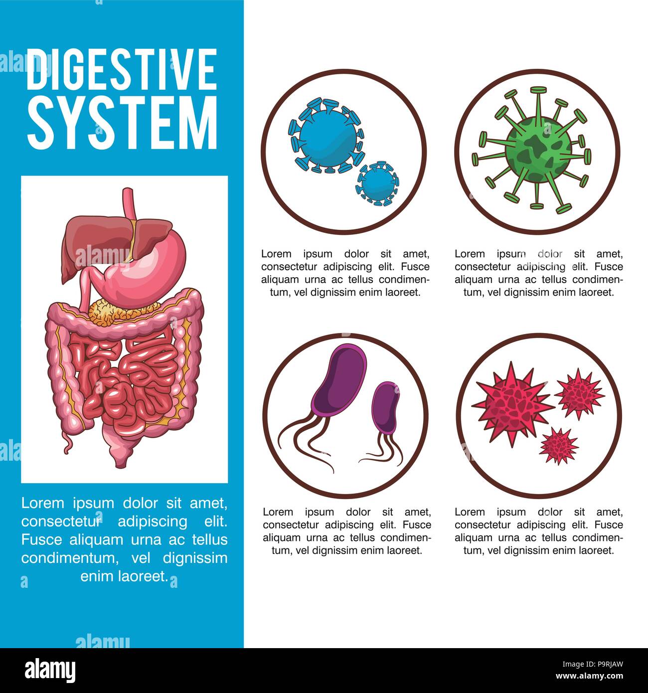 Digestive system infographic with information vector illustration ...