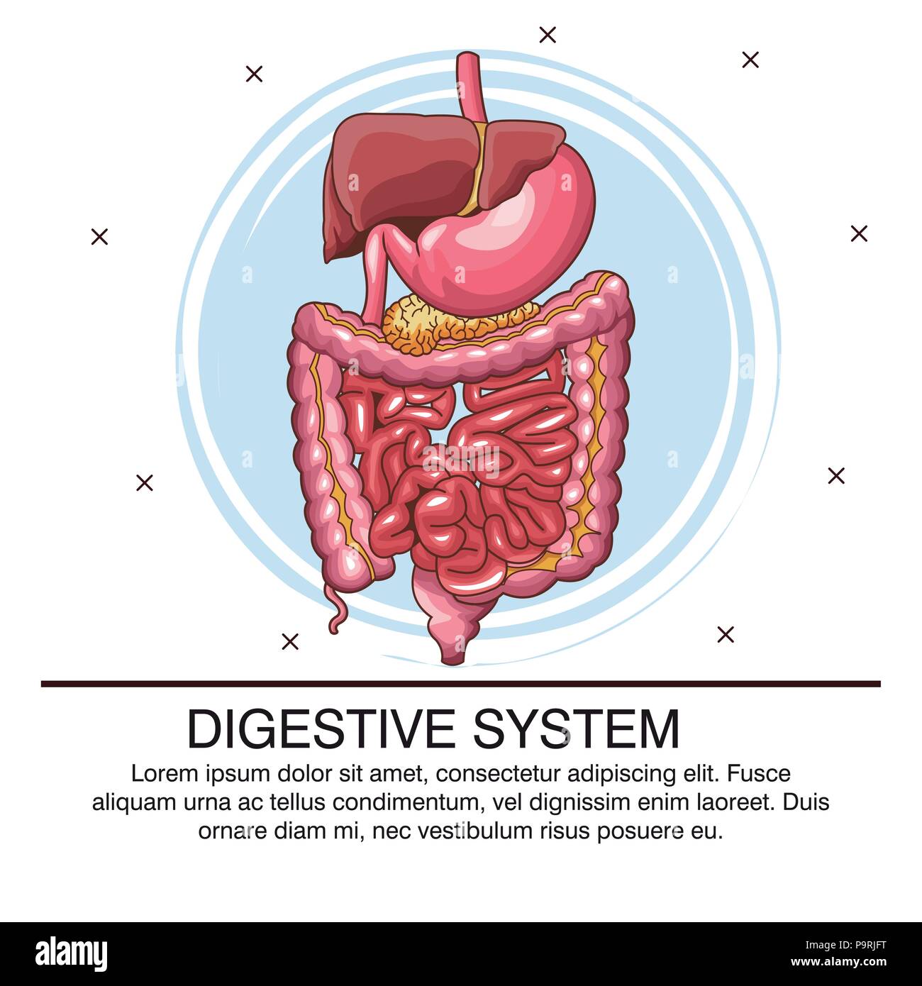 Digestive system infographic with information vector illustration ...