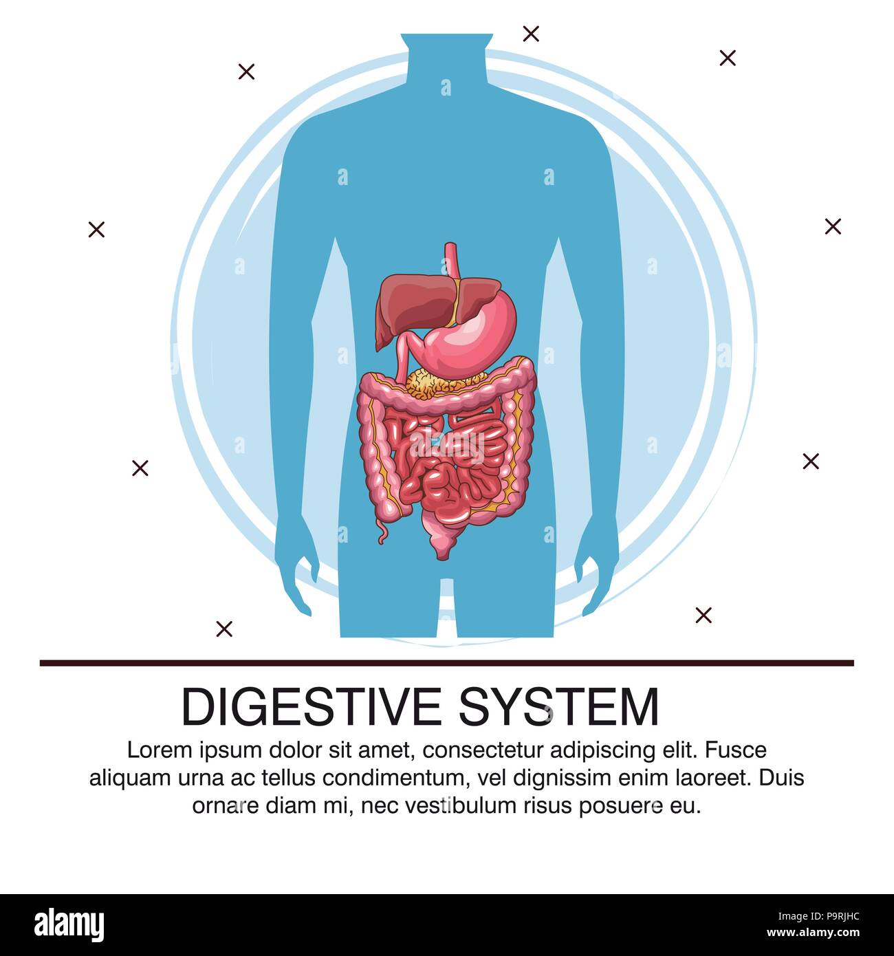 Digestive system infographic with information vector illustration ...