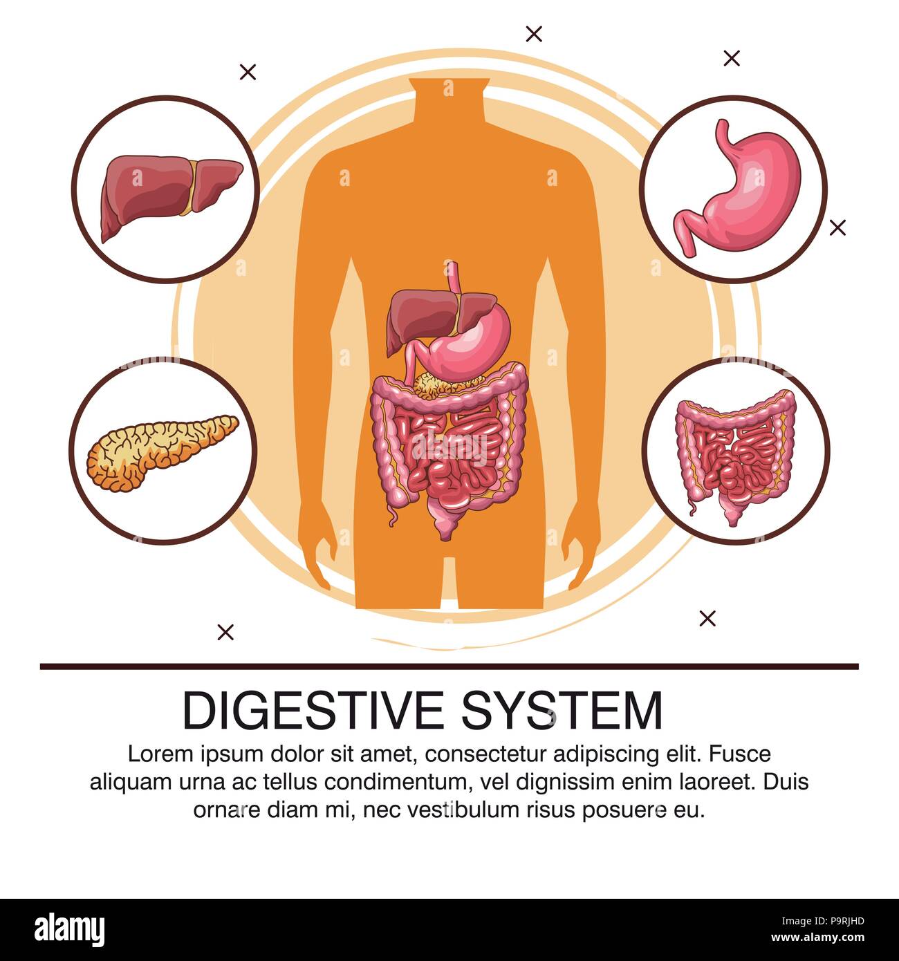 Digestive system infographic with information vector illustration ...