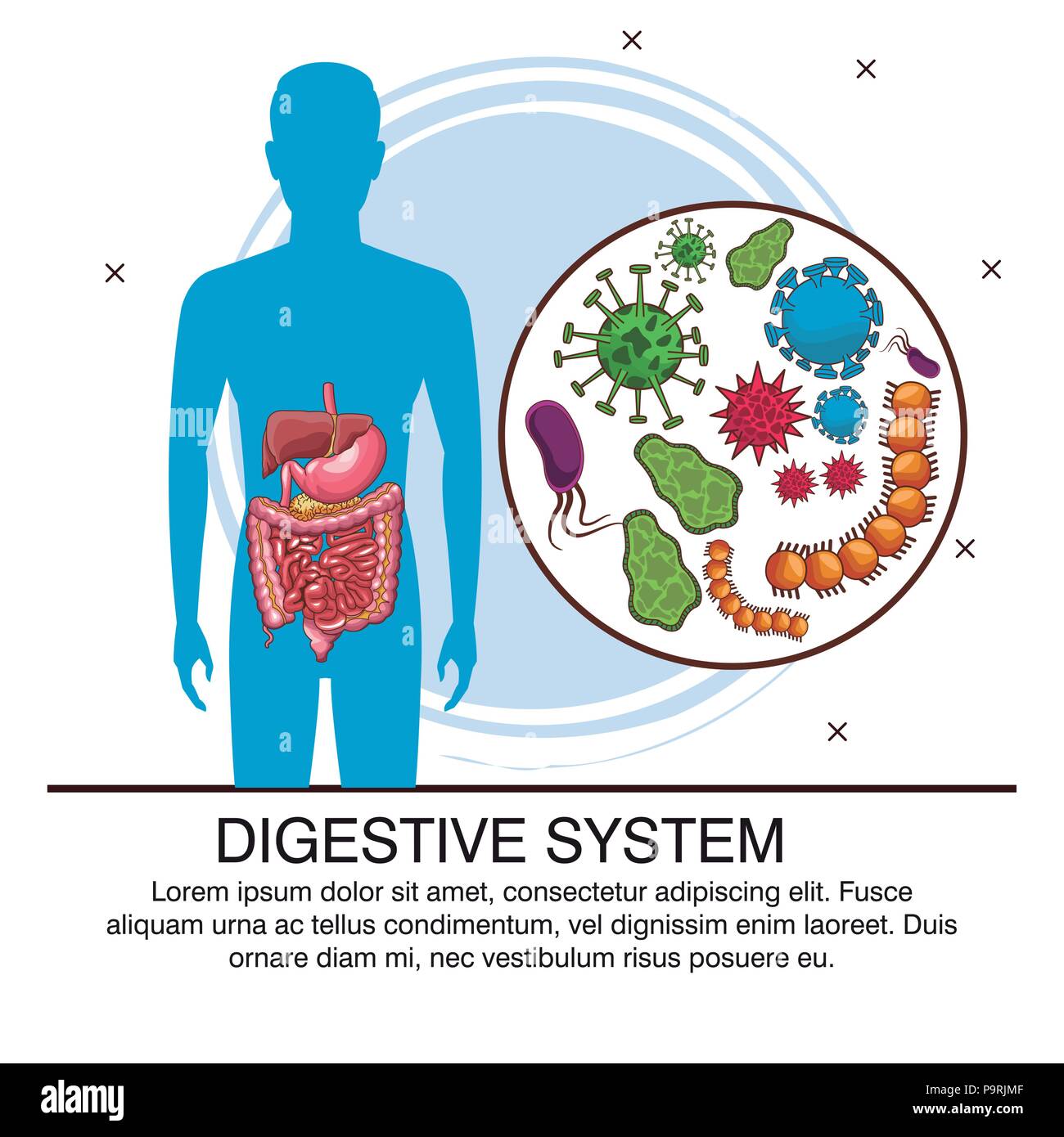 Digestive system infographic with information vector illustration ...