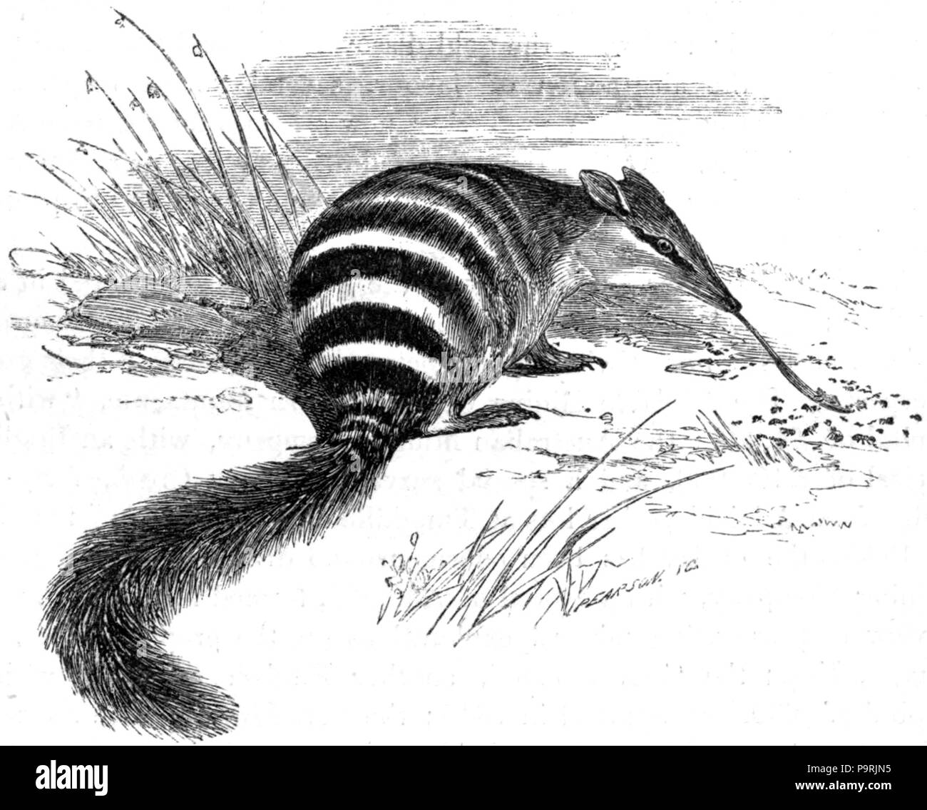 Ant eater Black and White Stock Photos & Images - Alamy
