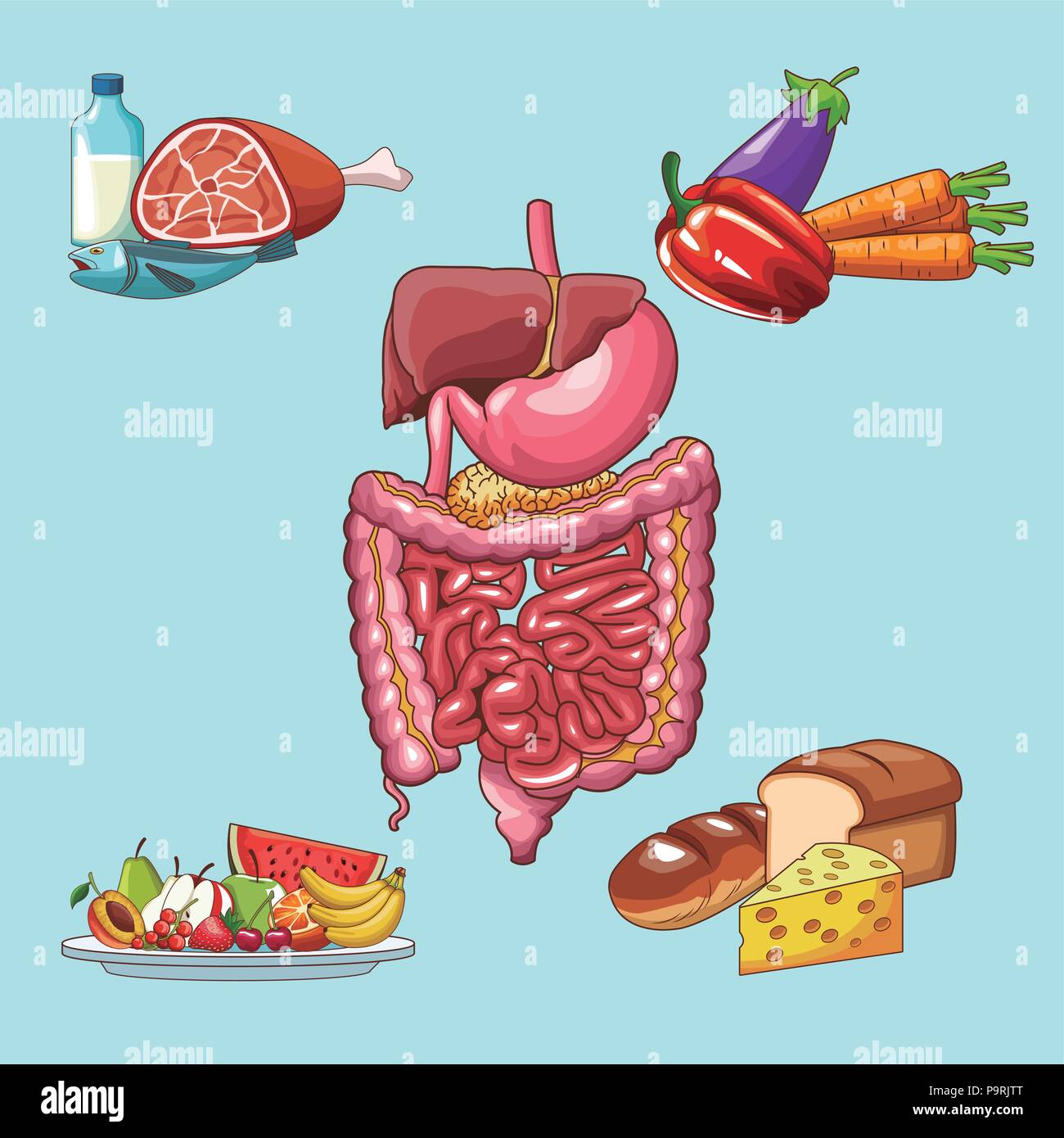 Digestive system and nutrition vector illustration graphic design Stock ...