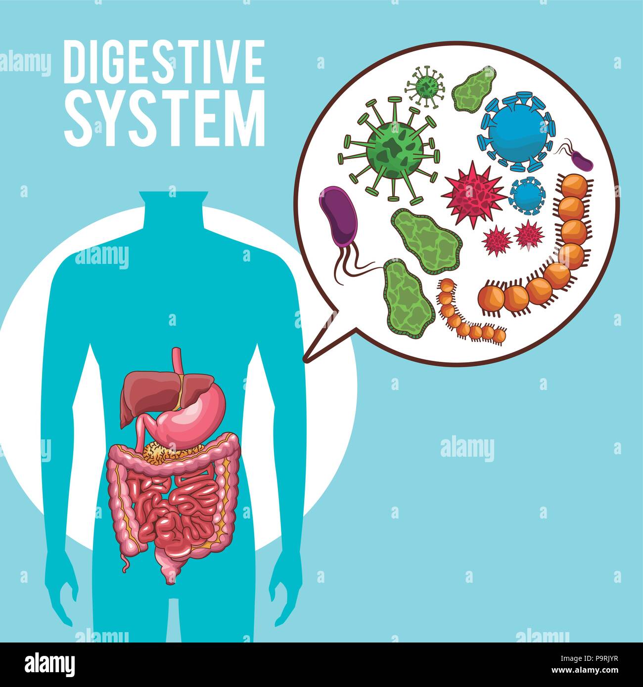 Digestive system human organs vector illustration graphic design Stock ...