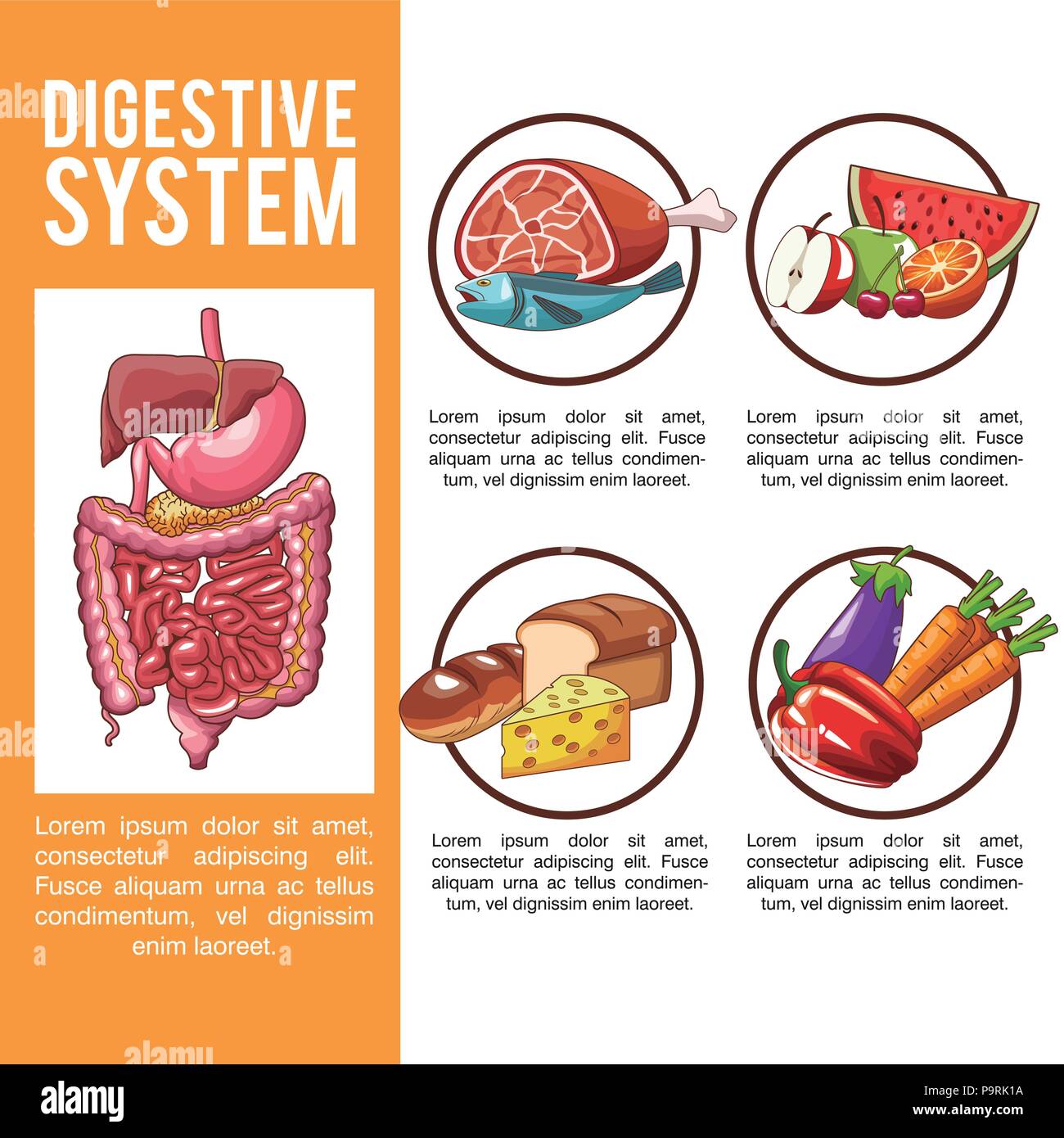 Food Digestive System Illustration Stock Photos & Food Digestive System ...
