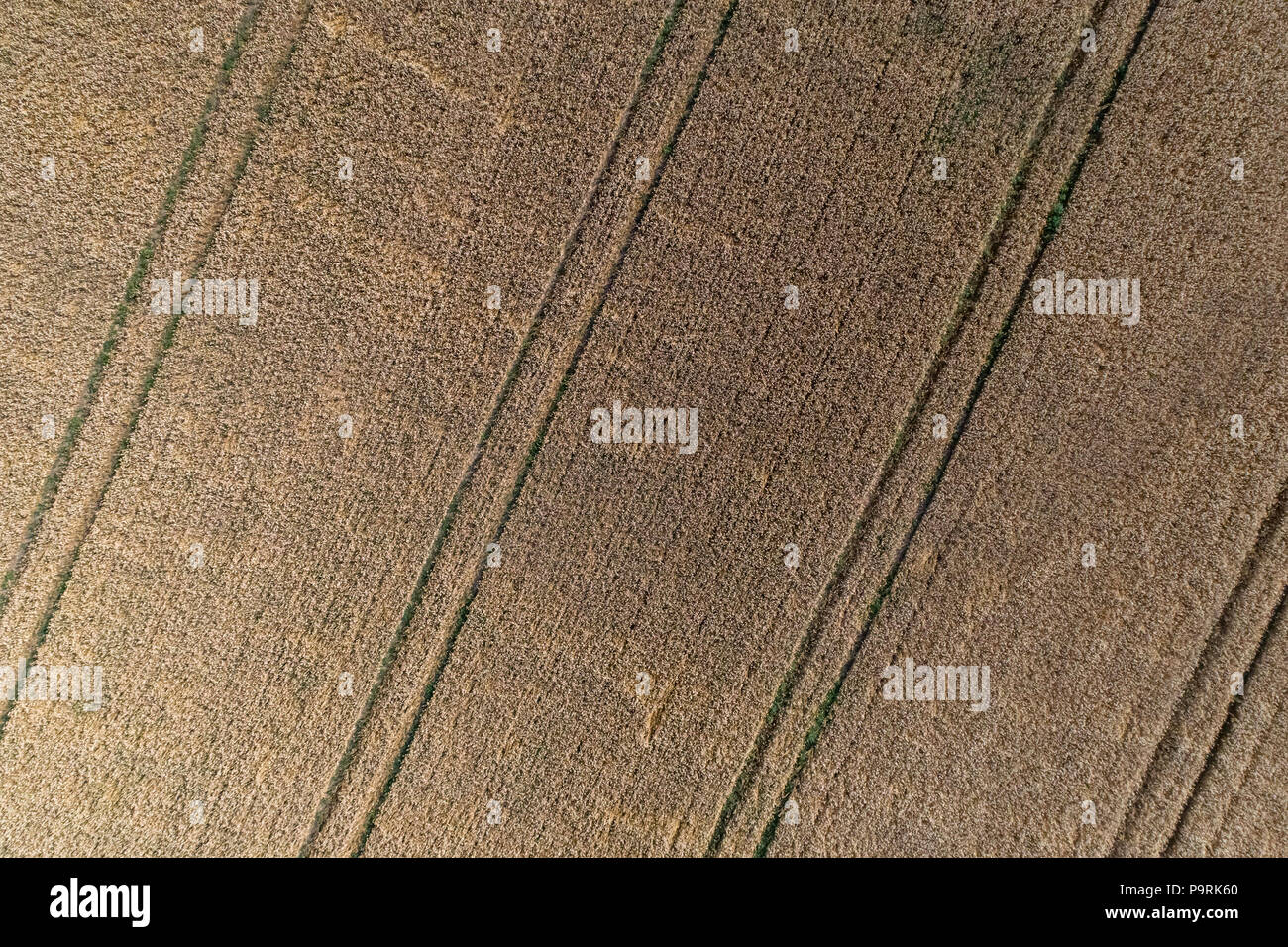 Aerial view of wheat field and tracks from tractor. Beautiful ...