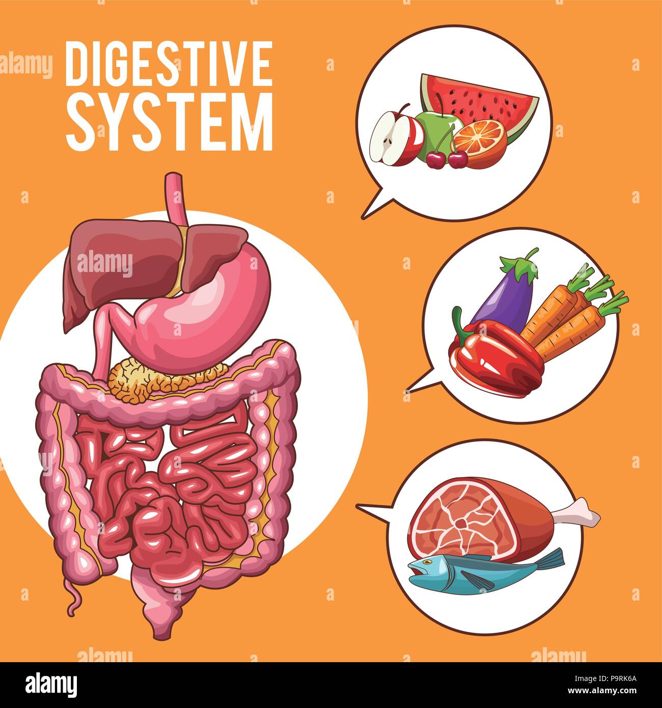 Digestive system human organs vector illustration graphic design Stock ...