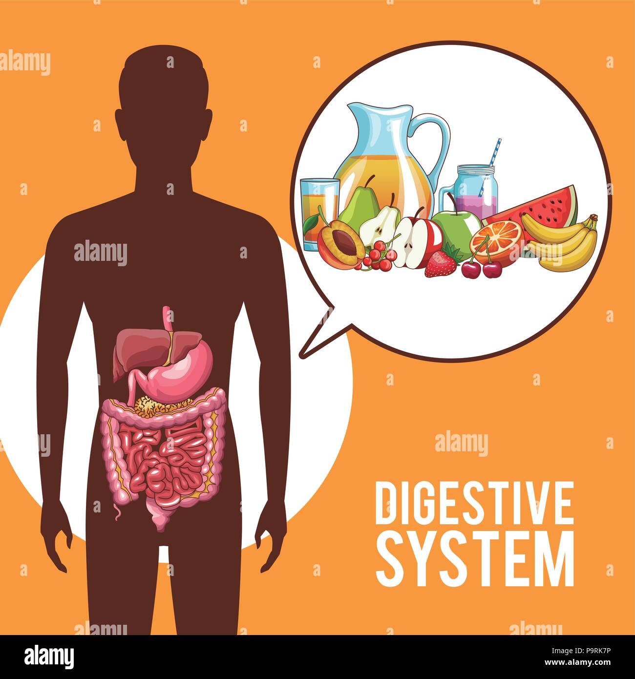 Digestive system human organs vector illustration graphic design Stock ...