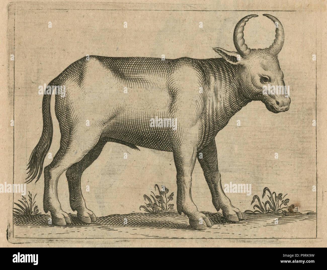 219 Bovid from Egypt, most probably of the genus Bos indicus or Zebu ...