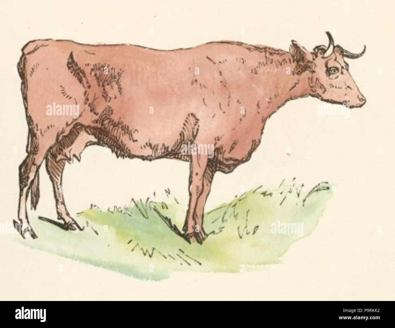 252 Brown Cow Drawing Stock Photo - Alamy