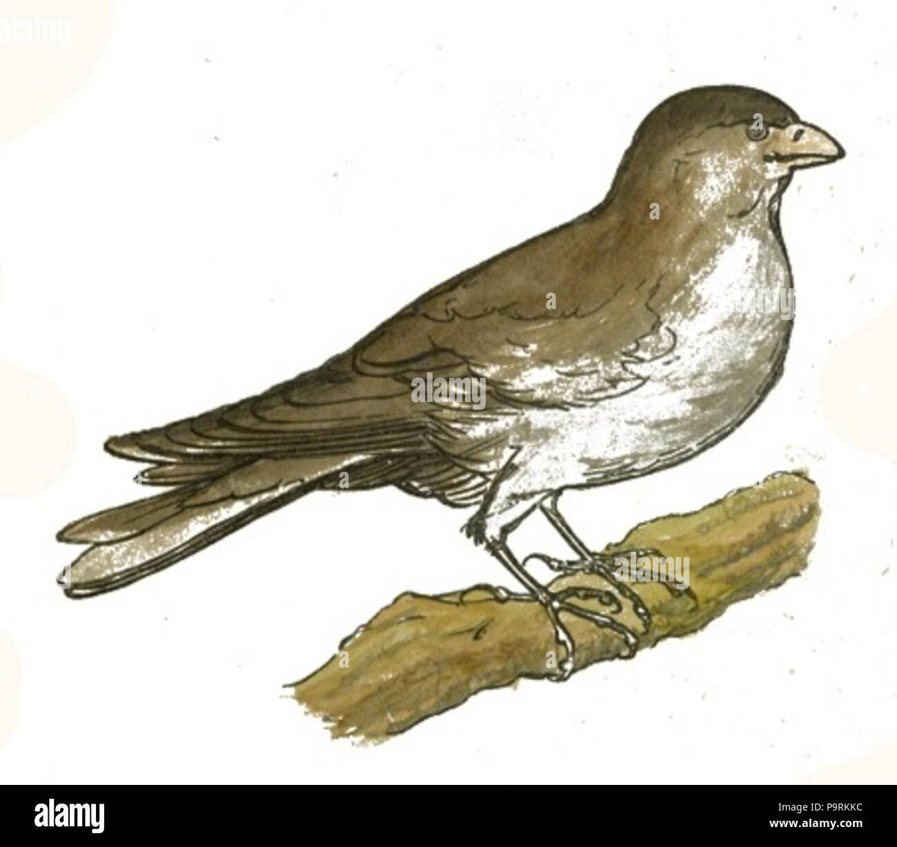 Bird illustration drawing hi-res stock photography and images - Alamy