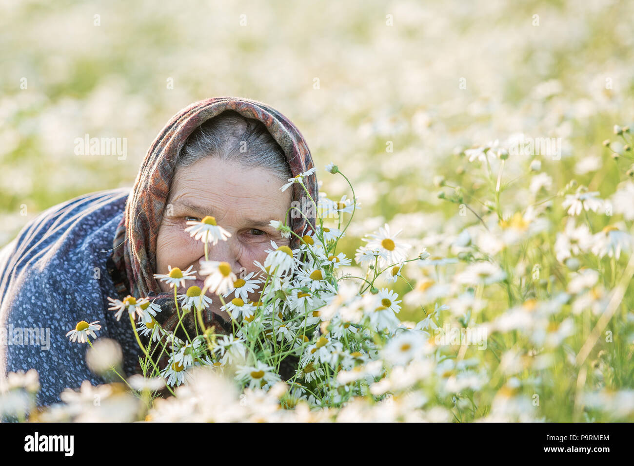 Grandmother, field, chamomile and the concept of outdoor recreation ...