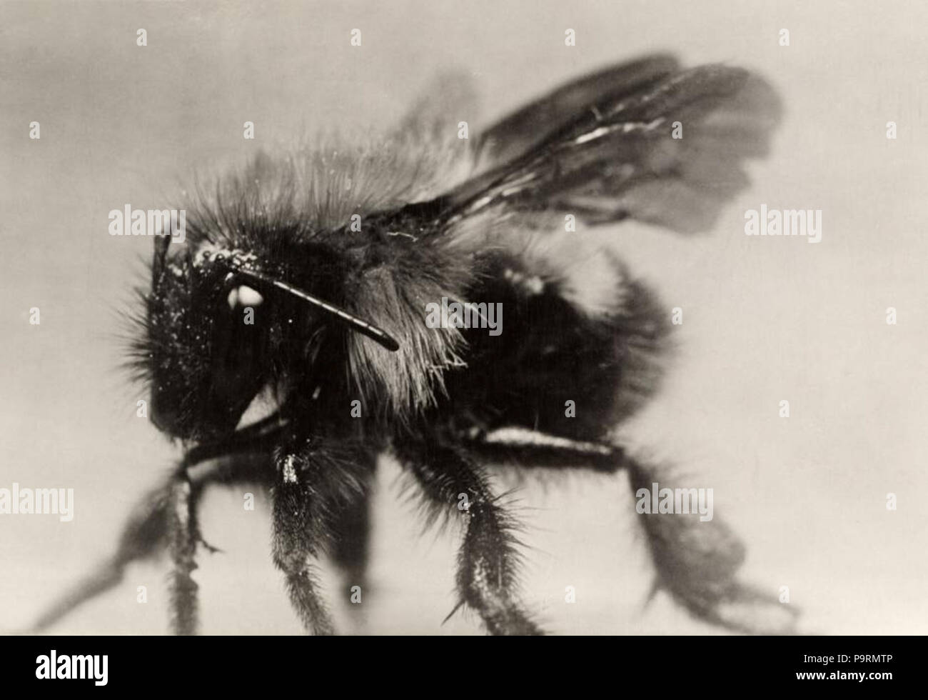 Bumblebee identification hi-res stock photography and images - Alamy