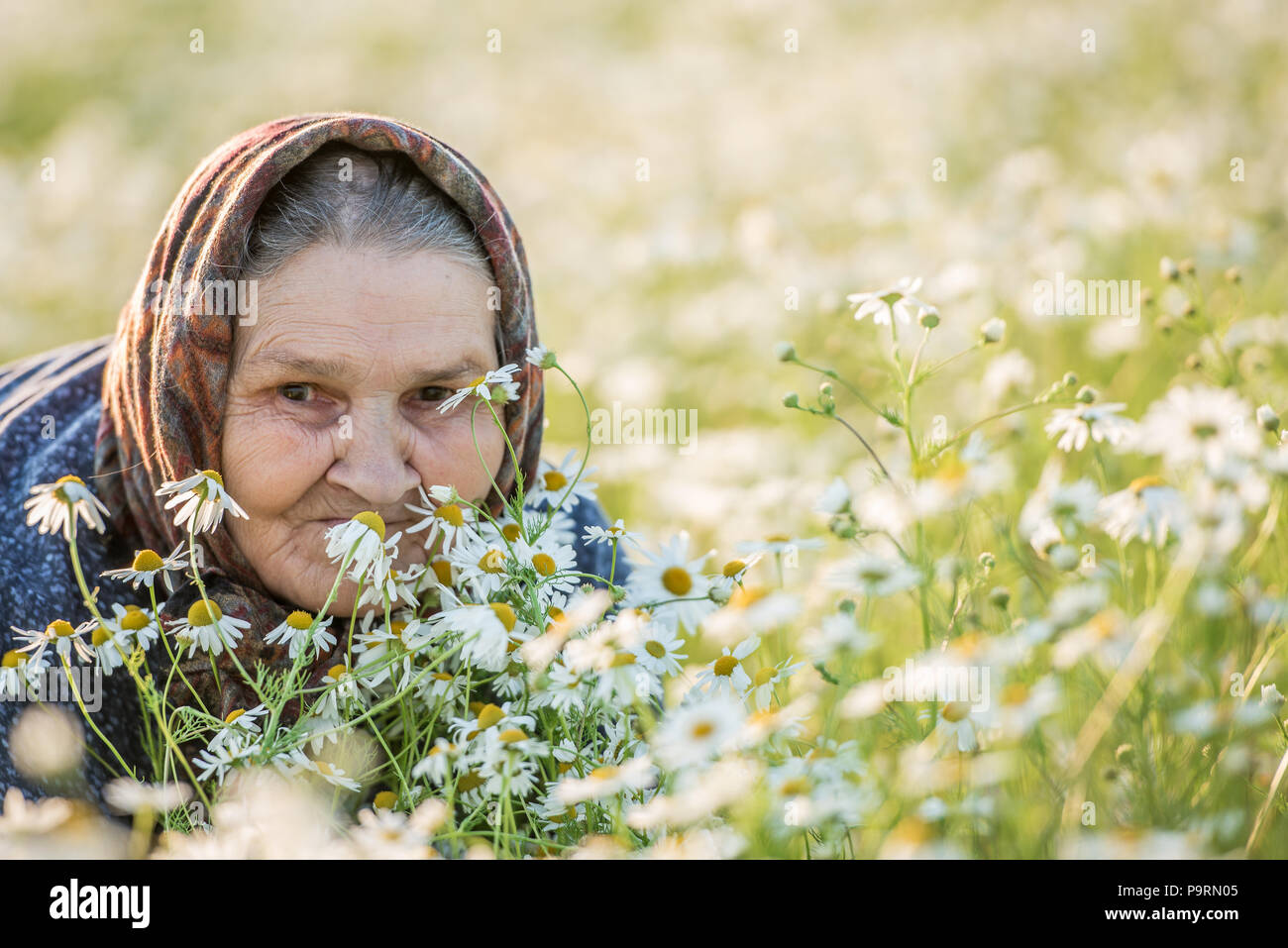 Grandmother, field, chamomile and the concept of outdoor recreation ...
