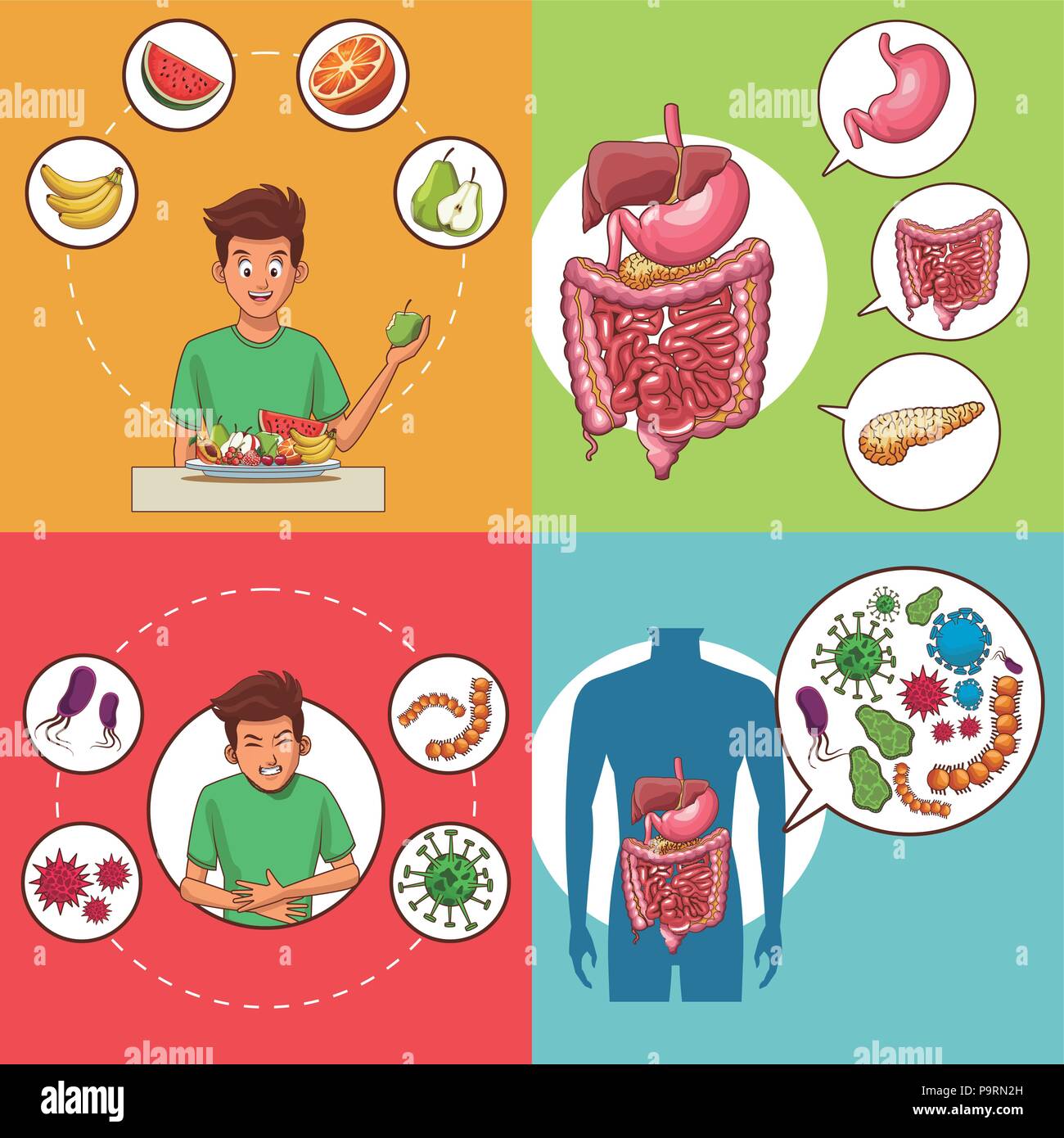 Set of digestive system cards collection vector illustration graphic ...