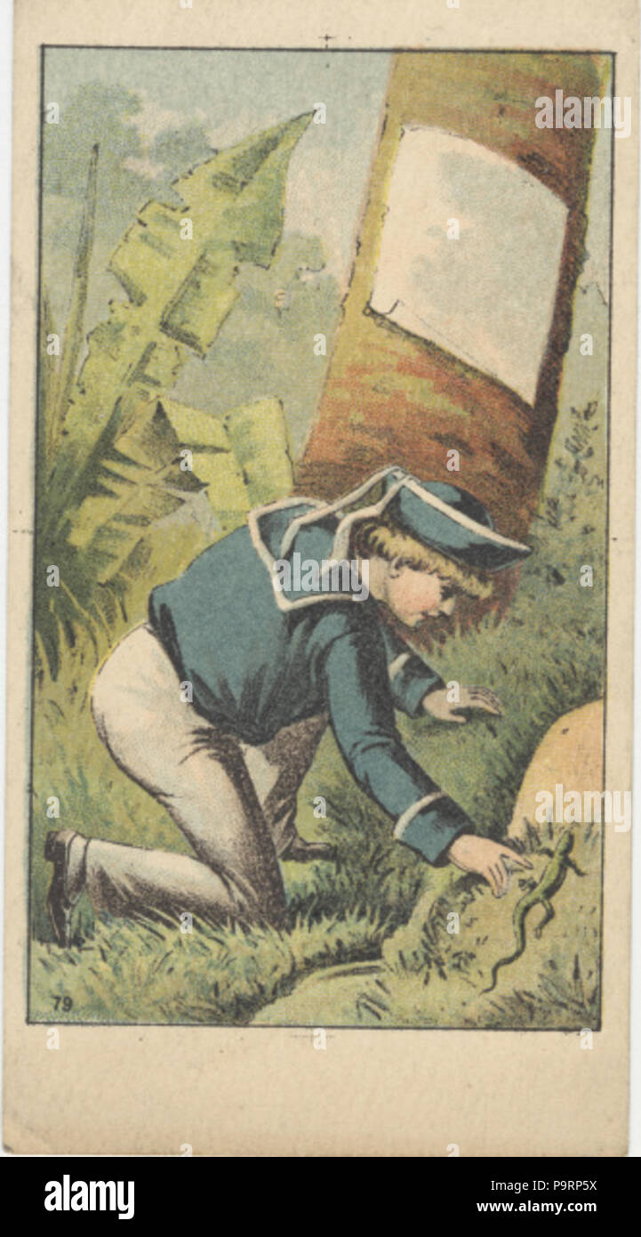 Bigeon hi-res stock photography and images - Alamy