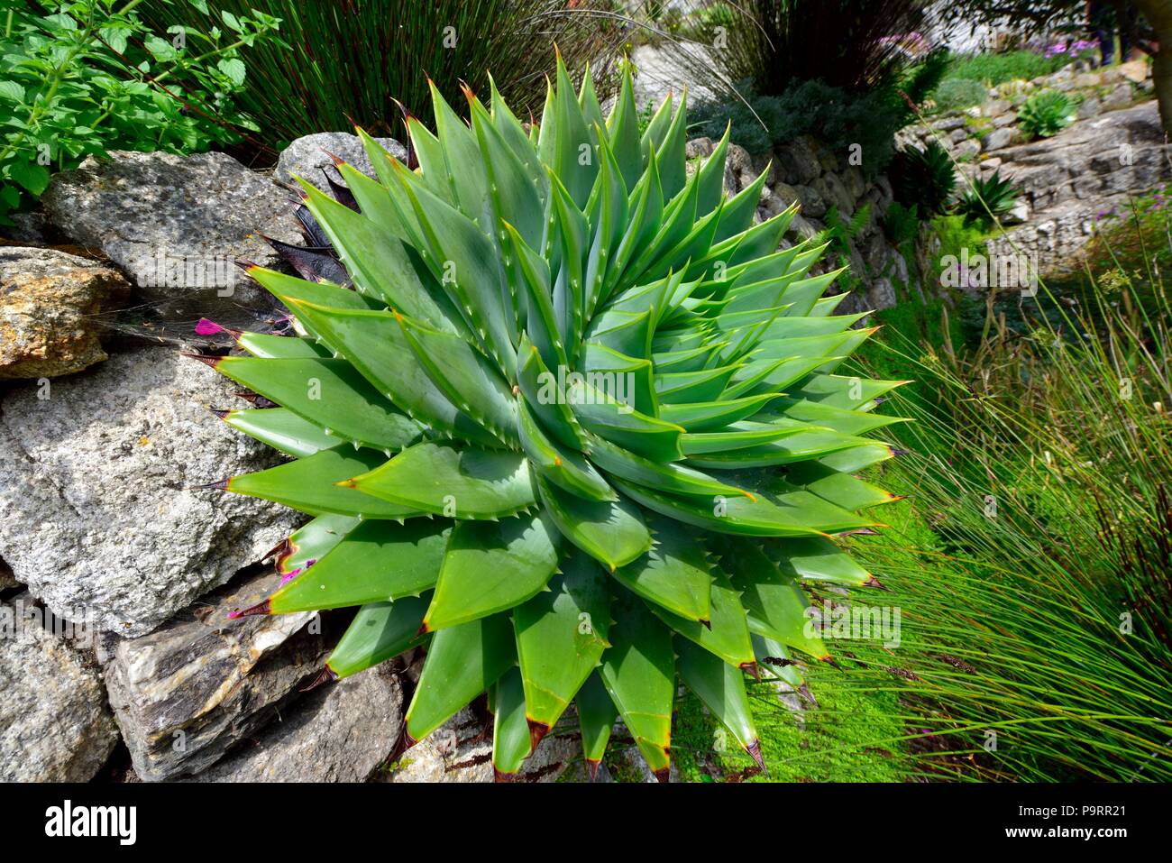 Many leaved aloe hi-res stock photography and images - Alamy