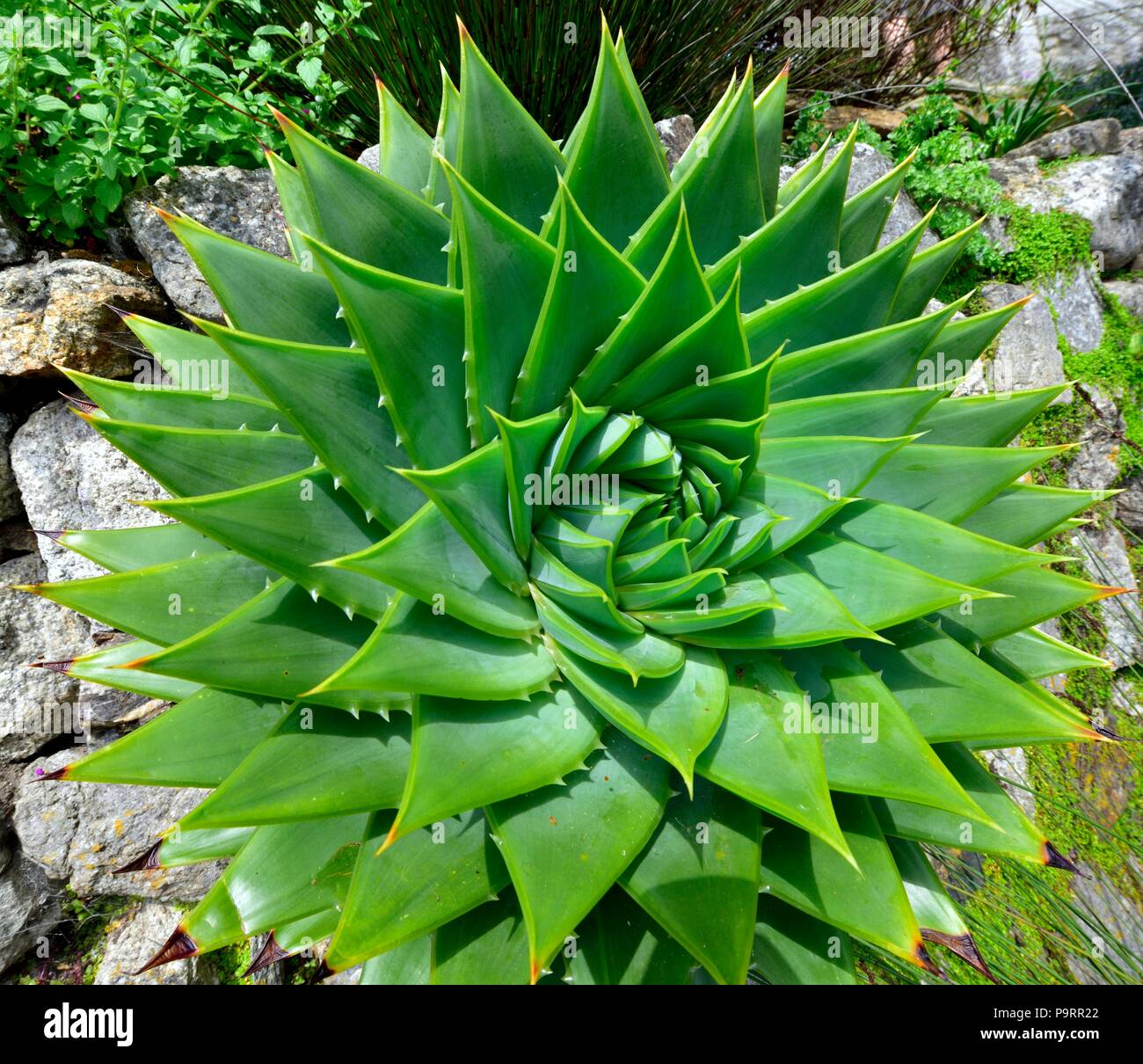 Lekhala kharetsa hi-res stock photography and images - Alamy