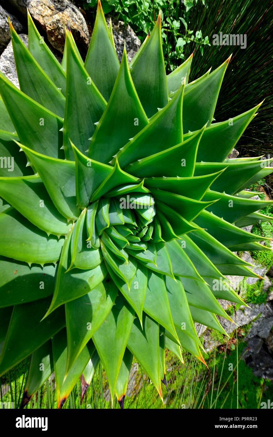 Aloe polyphylla,Spiral aloe,kroonaalwyn, lekhala kharetsa, many-leaved ...