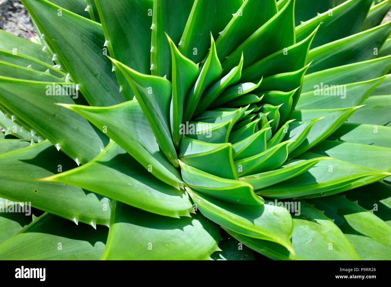 Polyphylla High Resolution Stock Photography and Images - Alamy