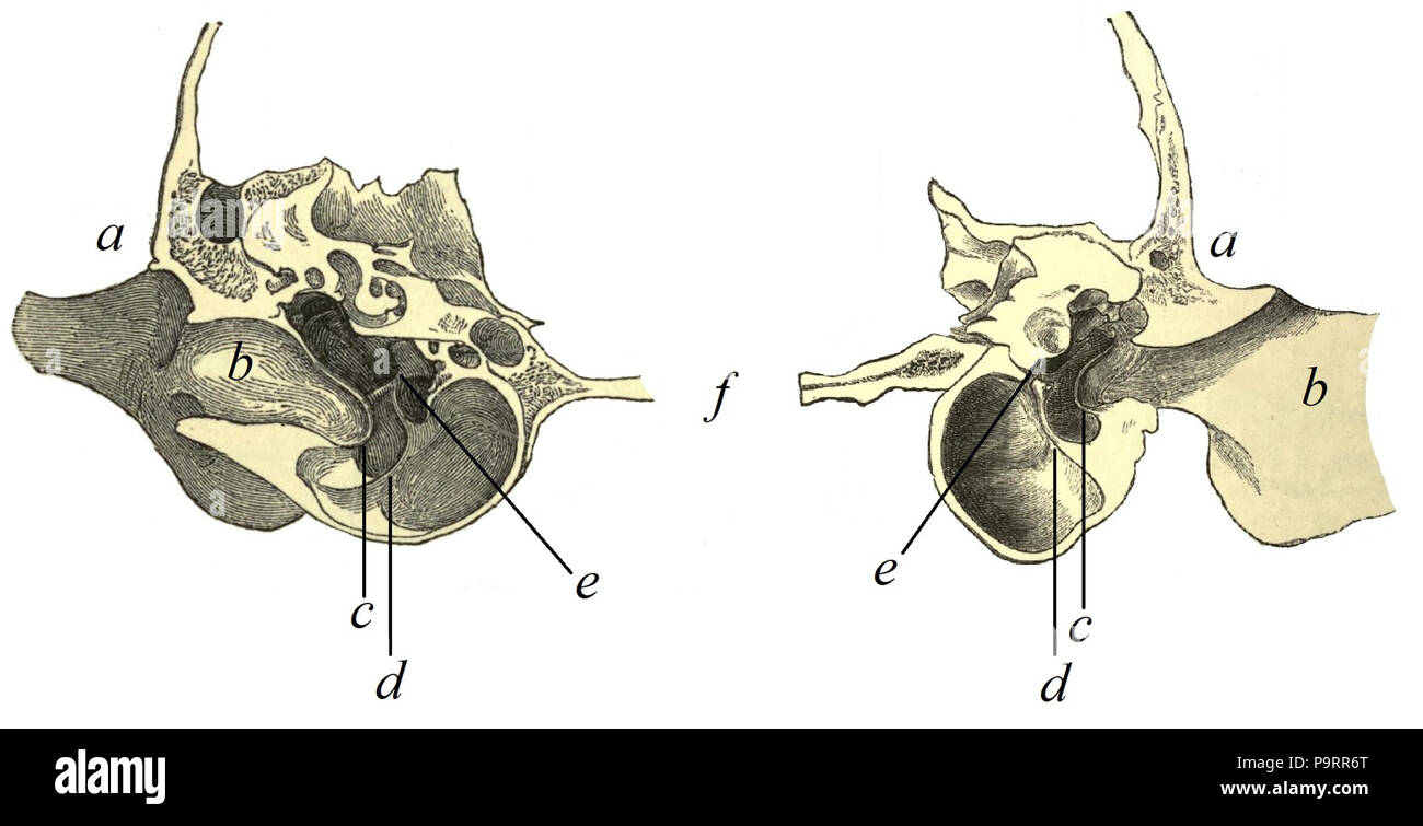 Auditory system comparison hi-res stock photography and images - Alamy