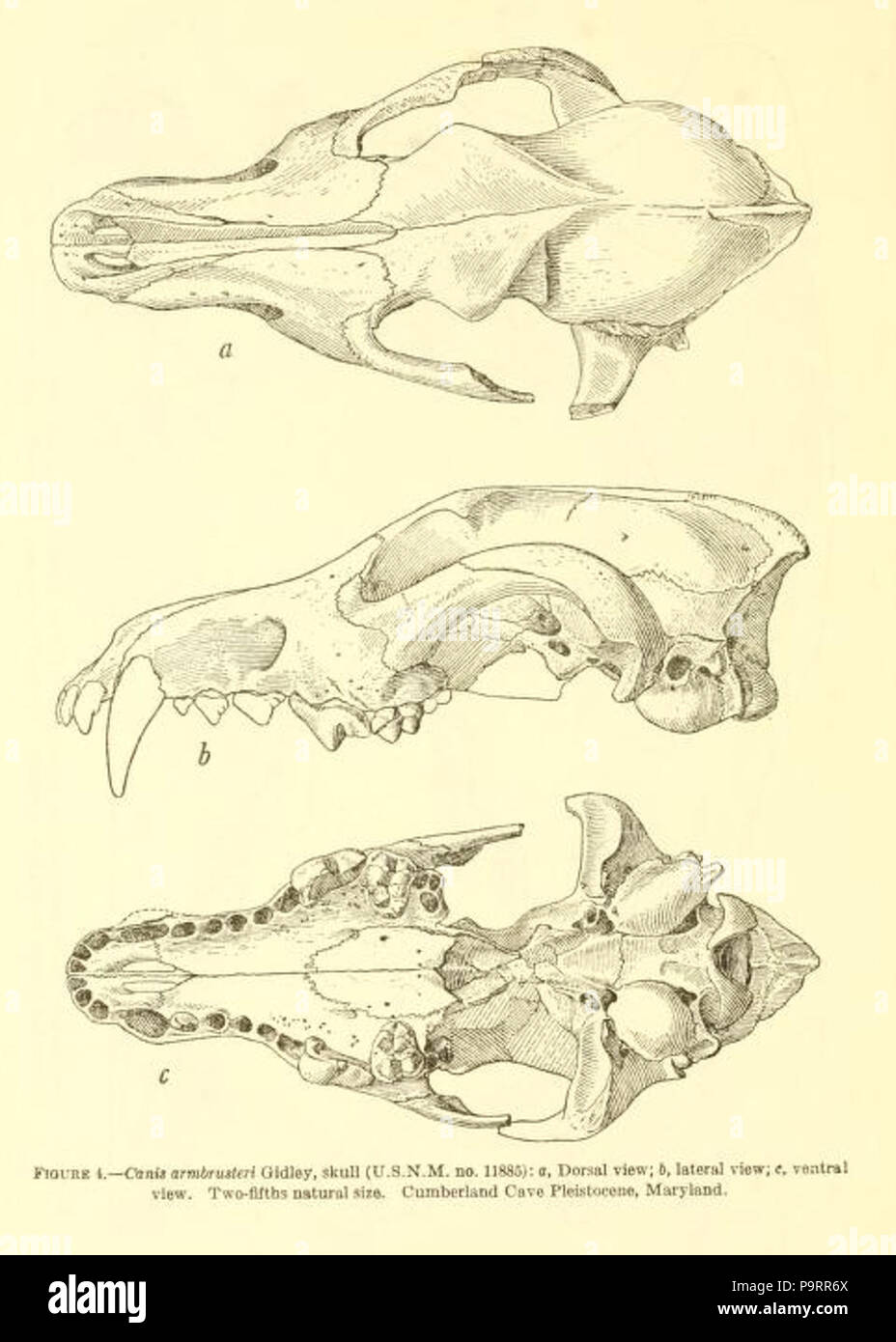 Canis genus hi-res stock photography and images - Alamy