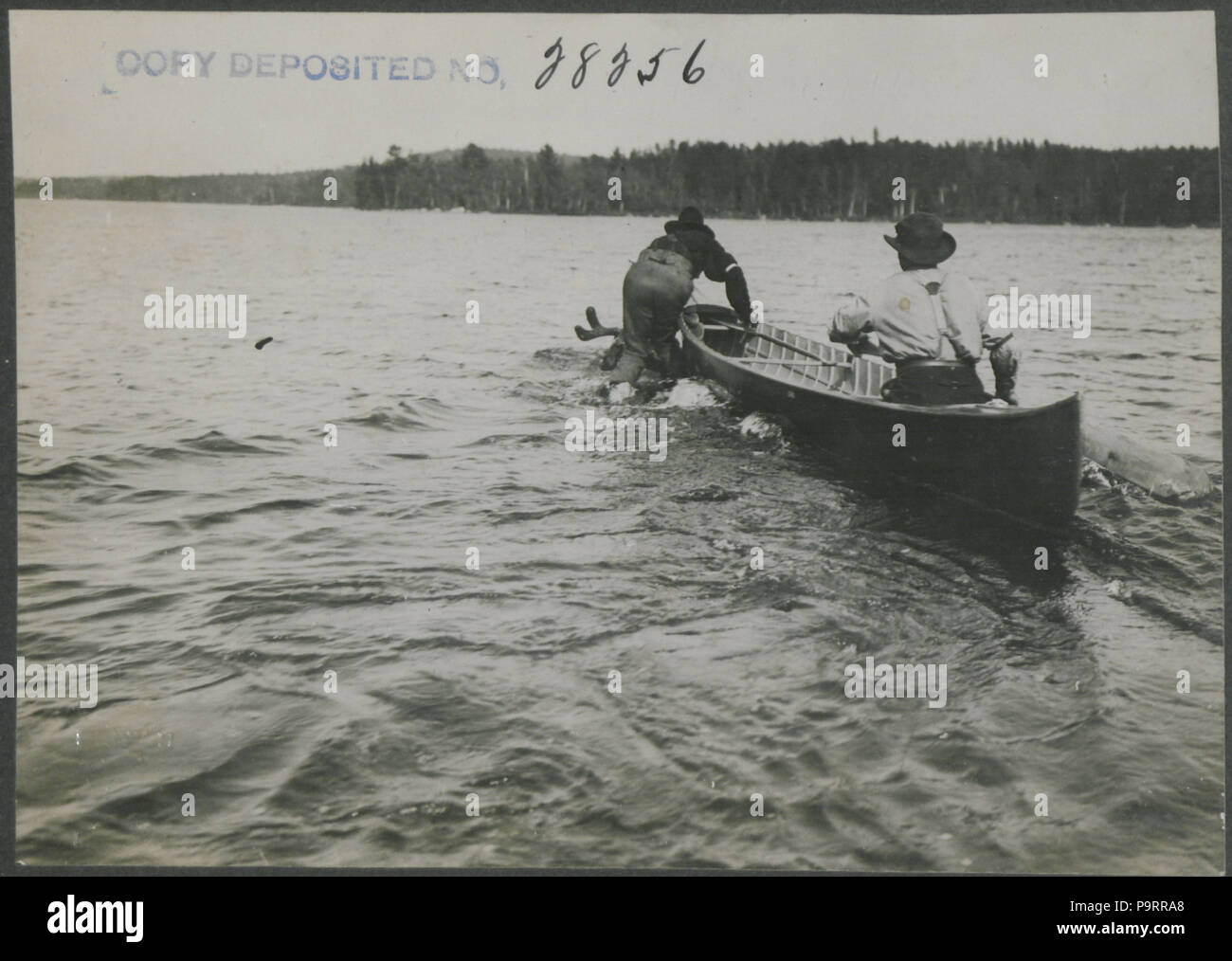 277 Canoe man stepping on back of bull moose (HS85-10-28256 Stock Photo ...