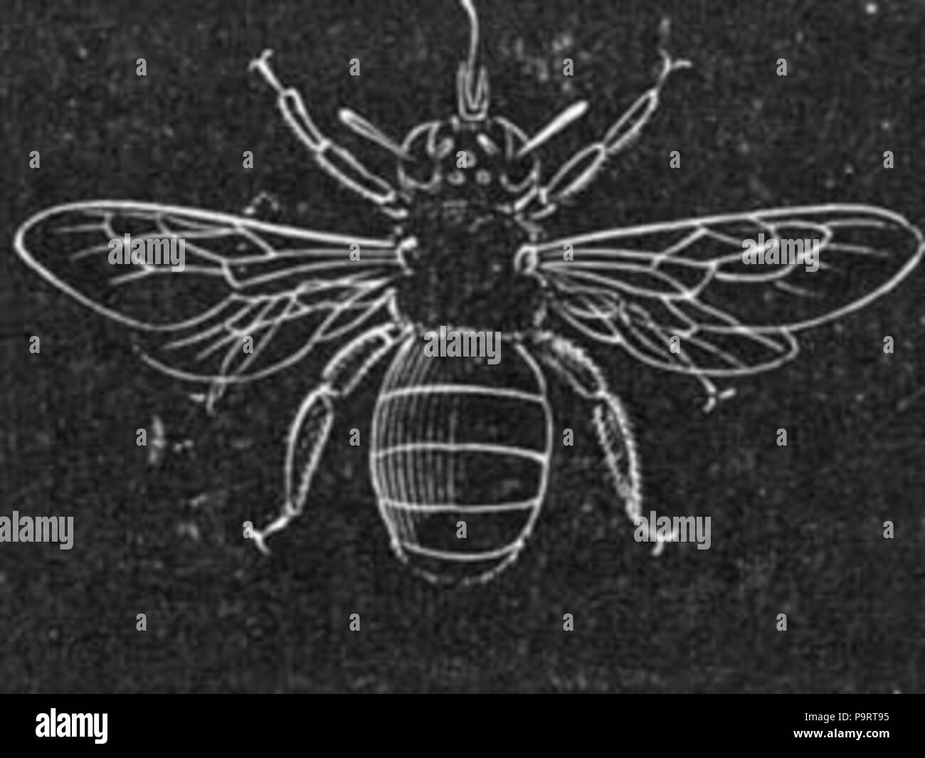 282 Carpenter Bee Etching Stock Photo - Alamy