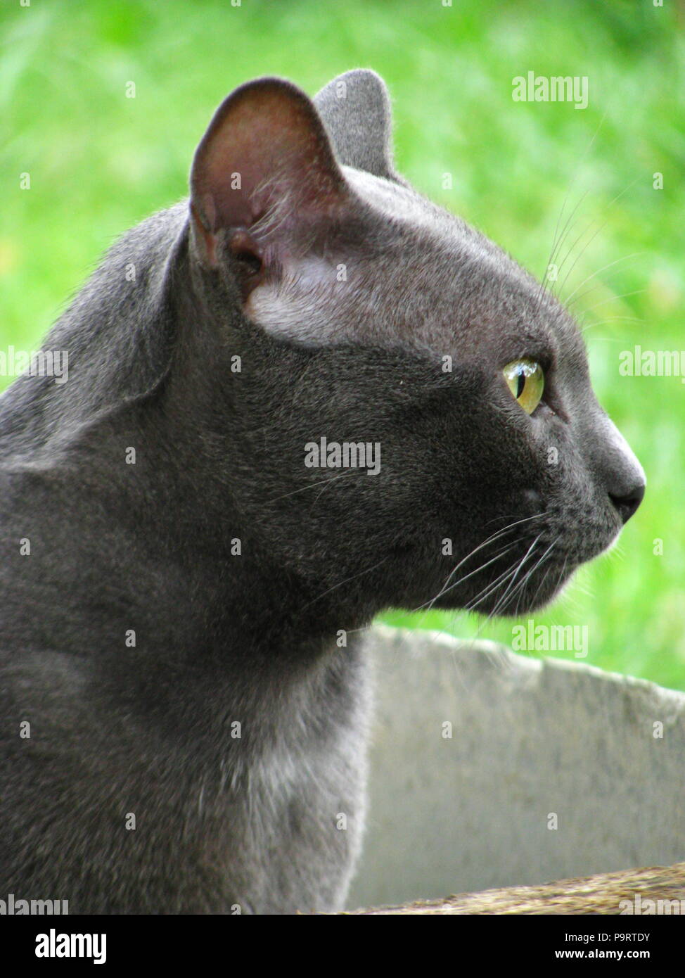 Close up of the Handsome Thai Gray Black Cat in the local village Stock ...
