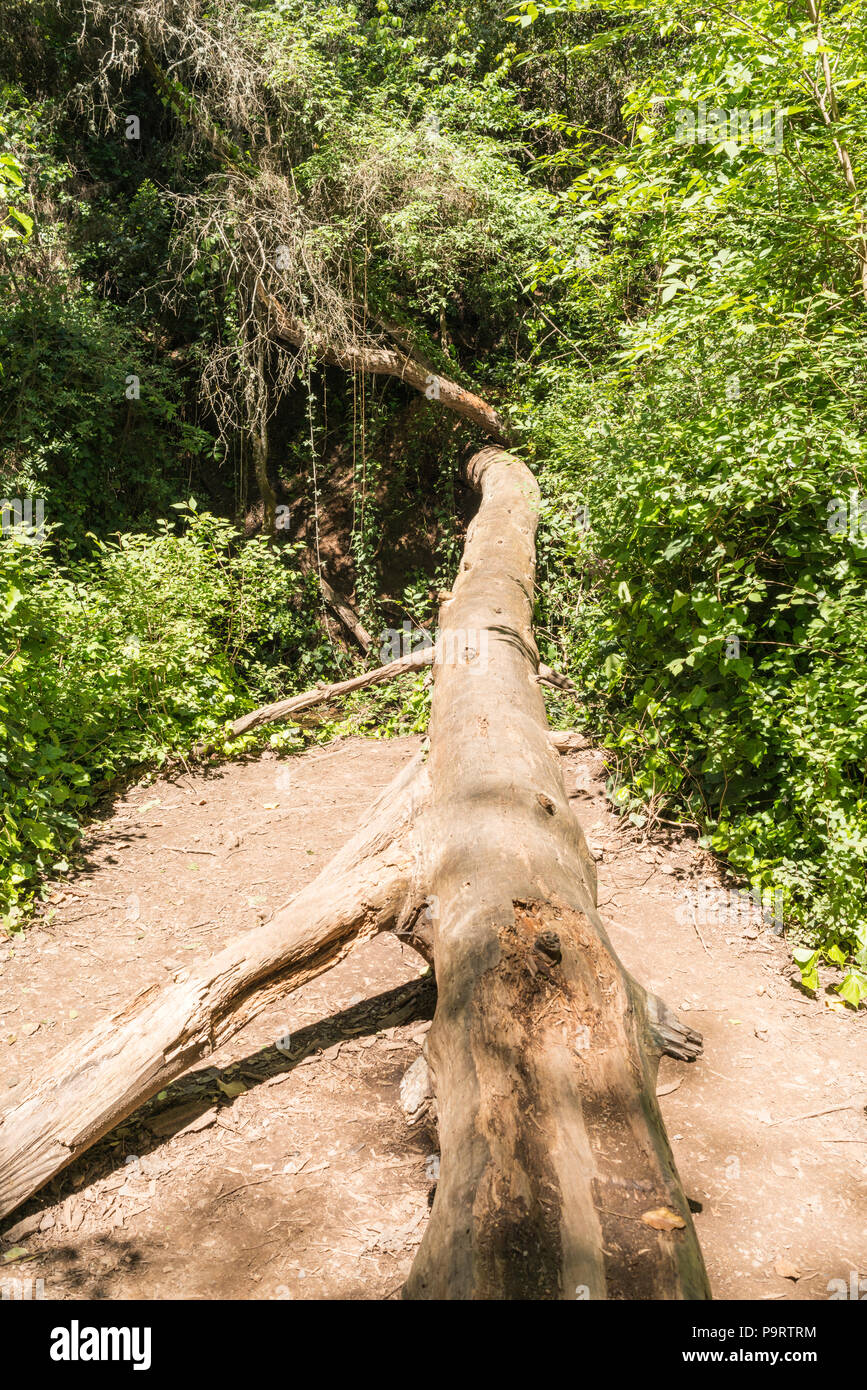 Trunk of a fallen tree in the forest forming a natural bridge Stock ...