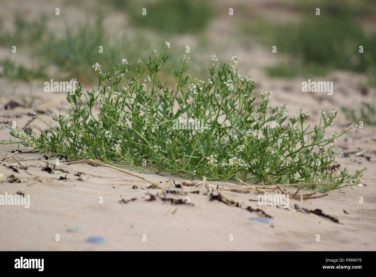Sea rocket plant hi-res stock photography and images - Alamy