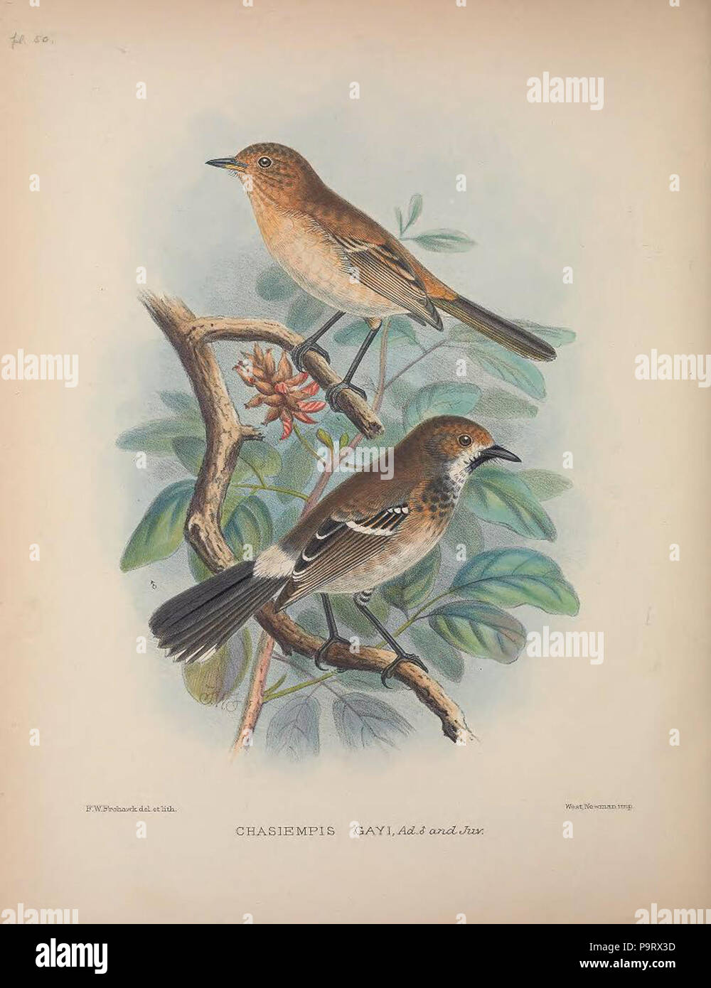 Gayi hi-res stock photography and images - Alamy