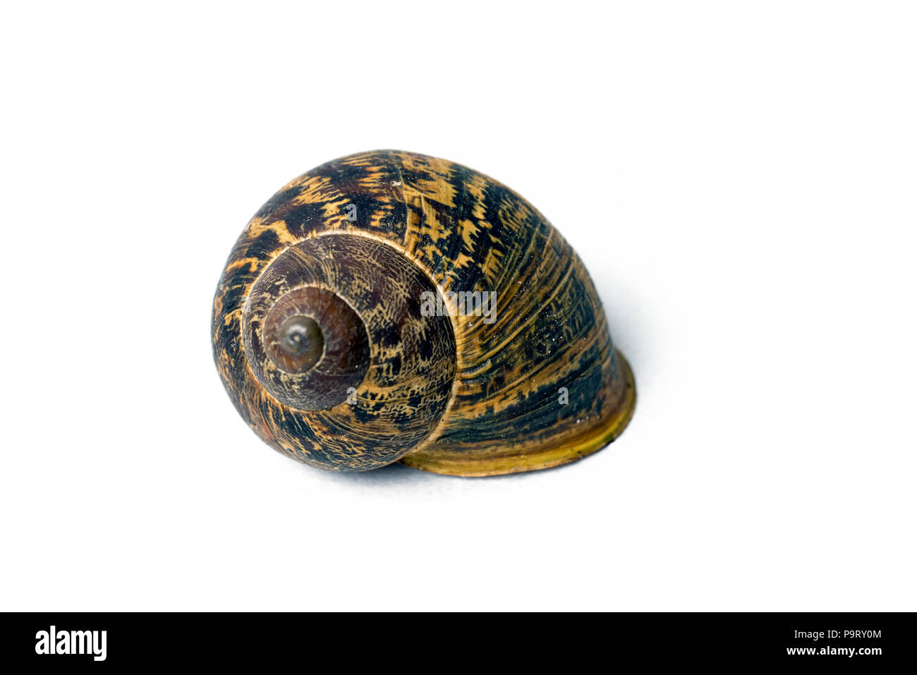 snail shell isolated on white background Stock Photo - Alamy