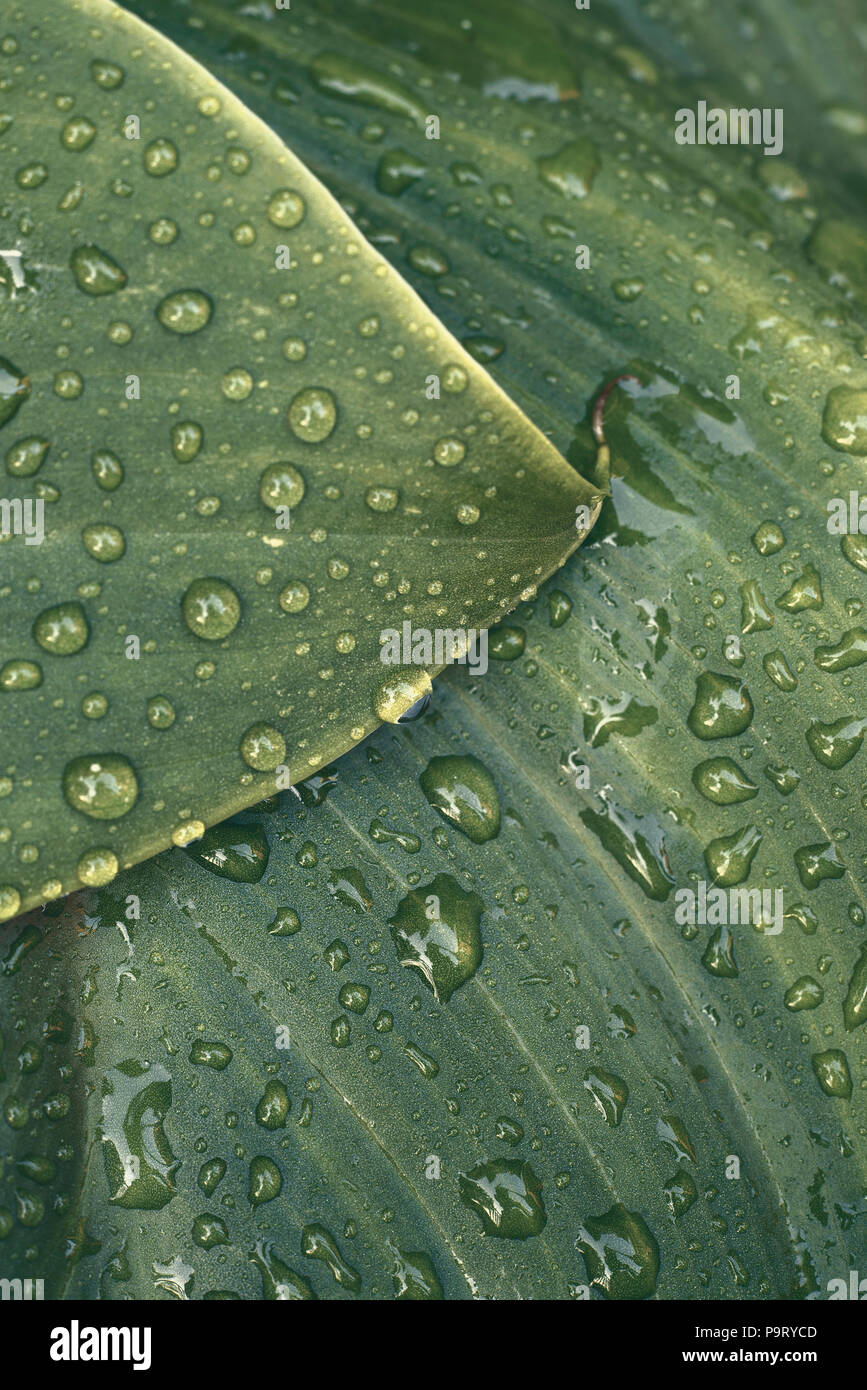 Large raindrops on leaves hi-res stock photography and images - Alamy
