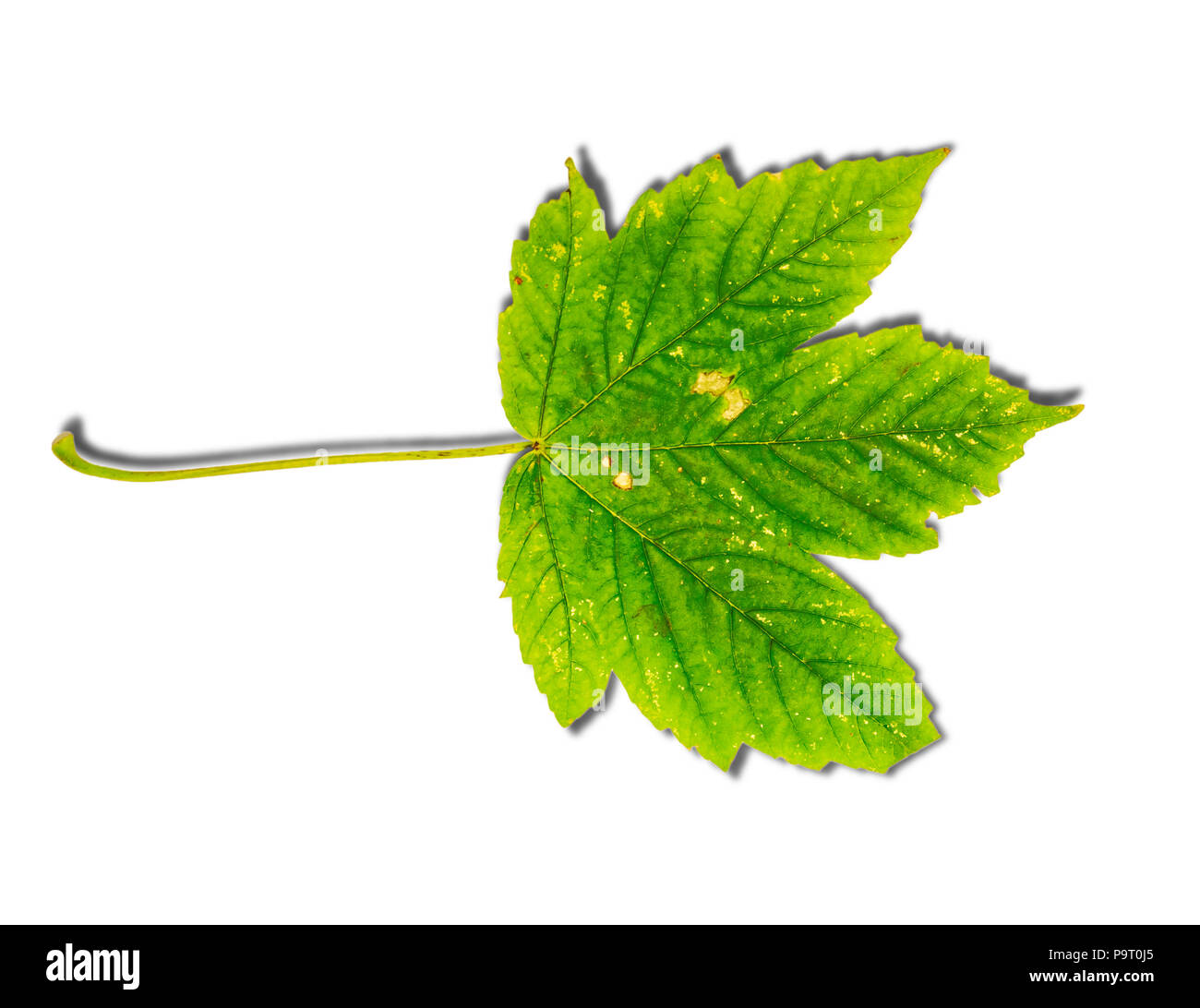 Green natural botany leaf isolated on white Stock Photo - Alamy