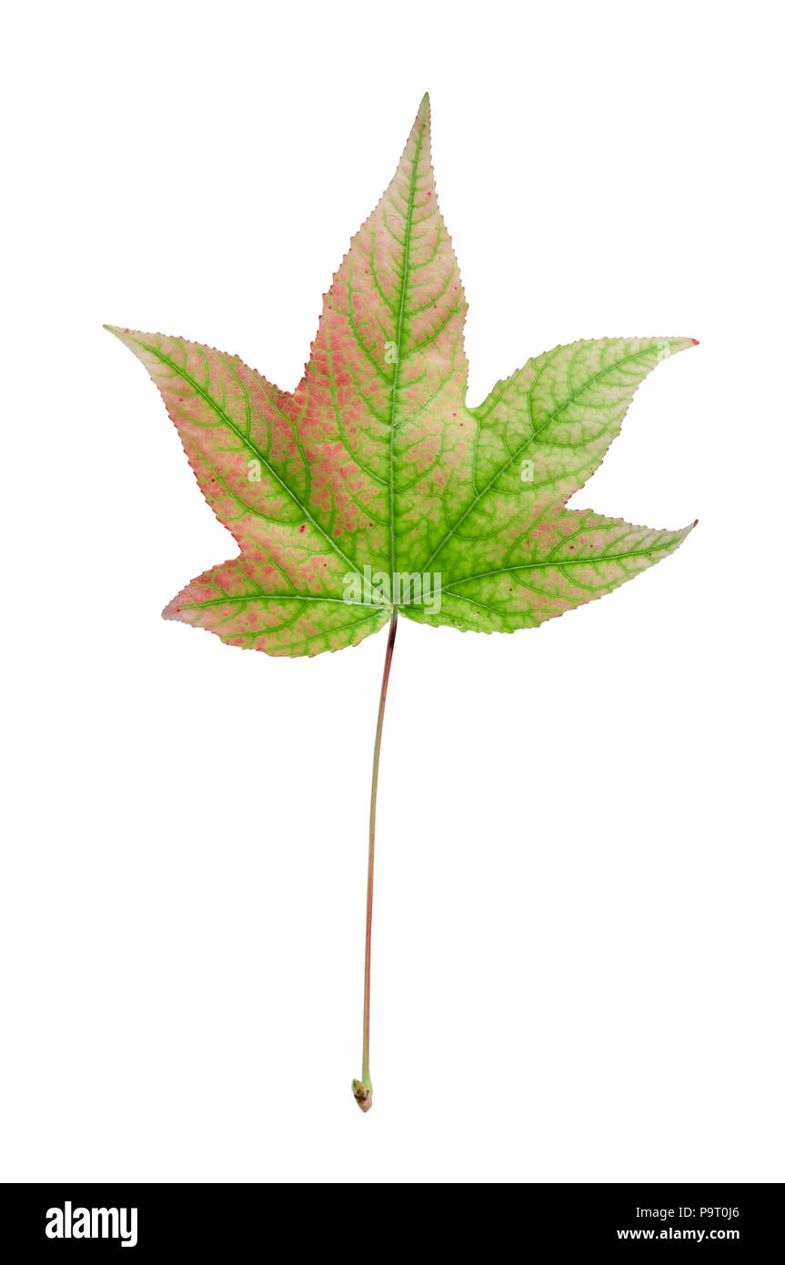 Green natural botany leaf isolated on white Stock Photo - Alamy