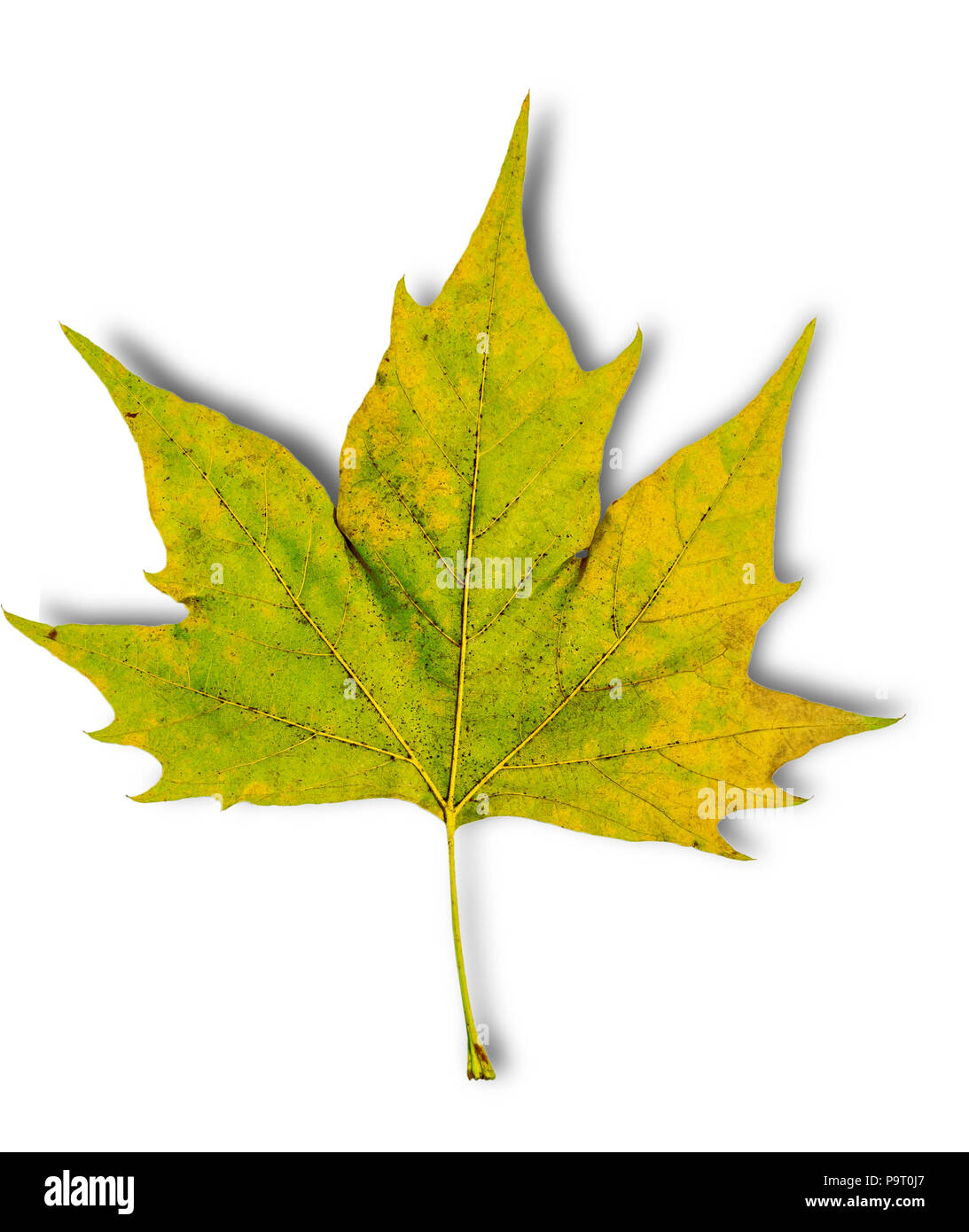 Green natural botany leaf isolated on white Stock Photo - Alamy