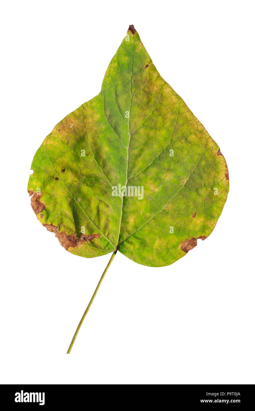Green natural botany leaf isolated on white Stock Photo - Alamy