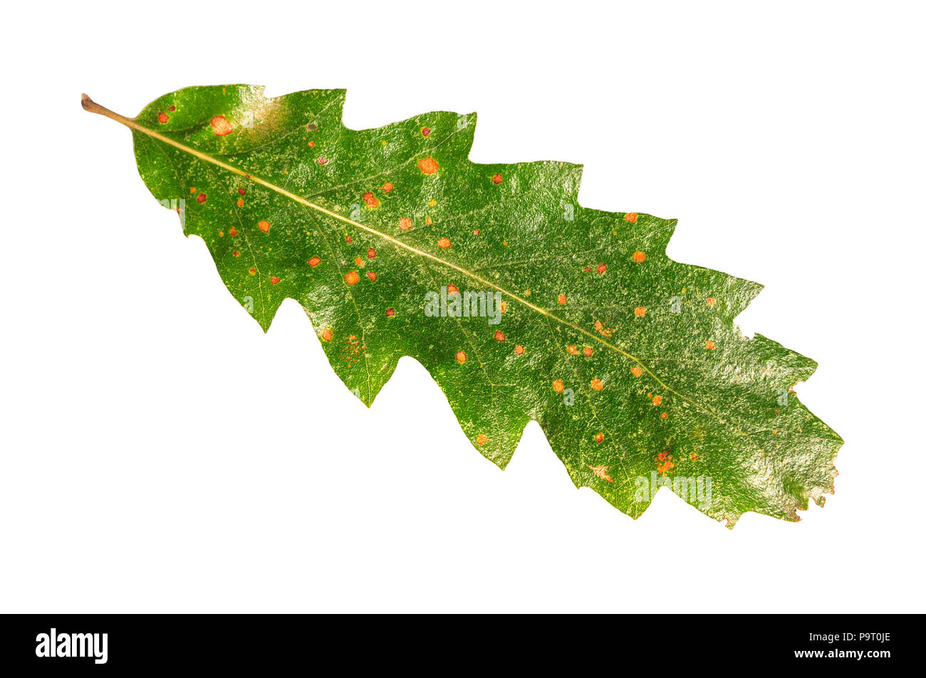 Green natural botany leaf isolated on white Stock Photo - Alamy
