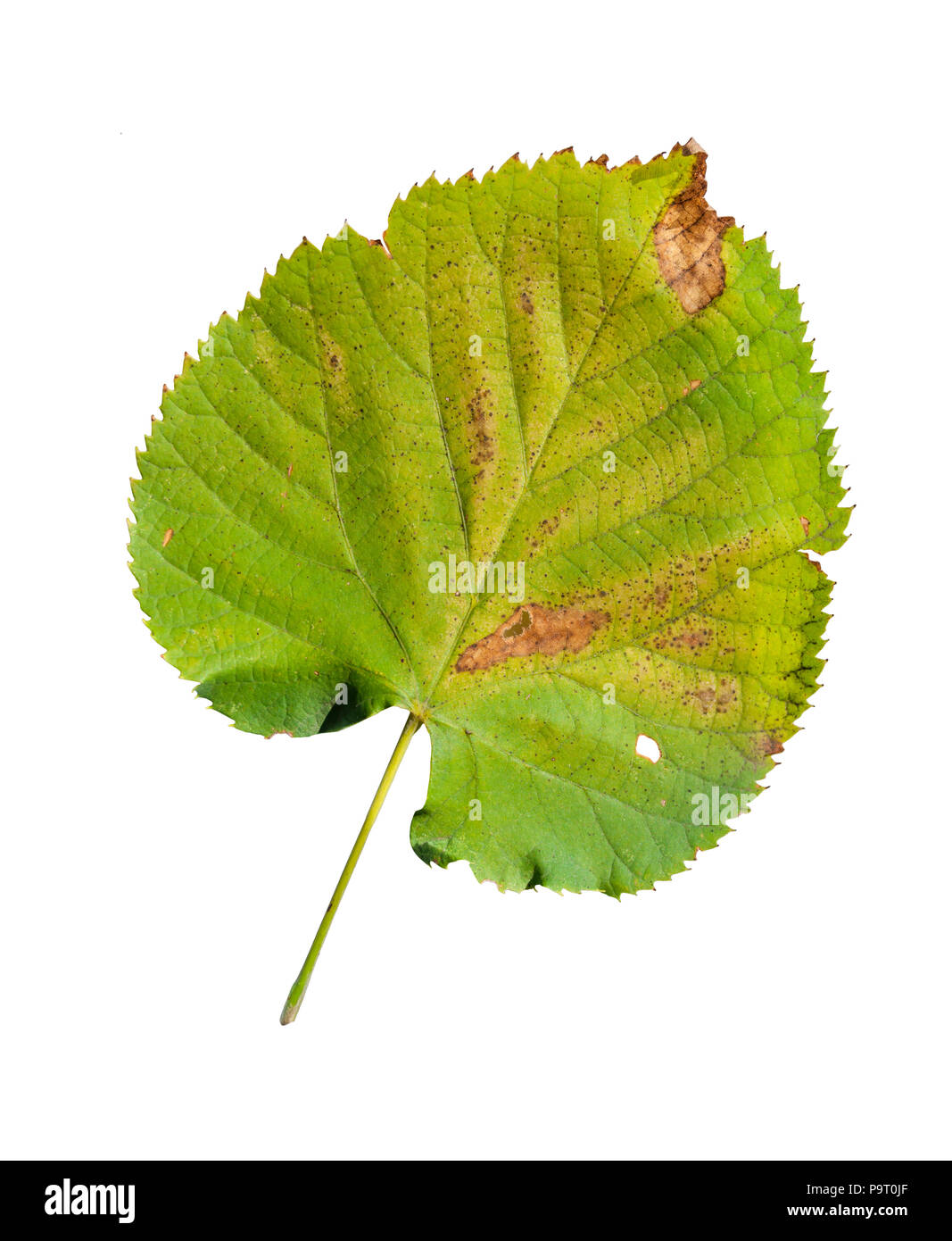 Green natural botany leaf isolated on white Stock Photo - Alamy