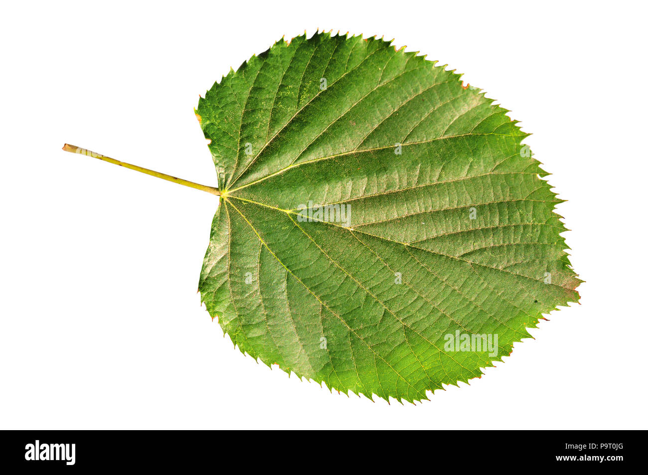 Green natural botany leaf isolated on white Stock Photo - Alamy