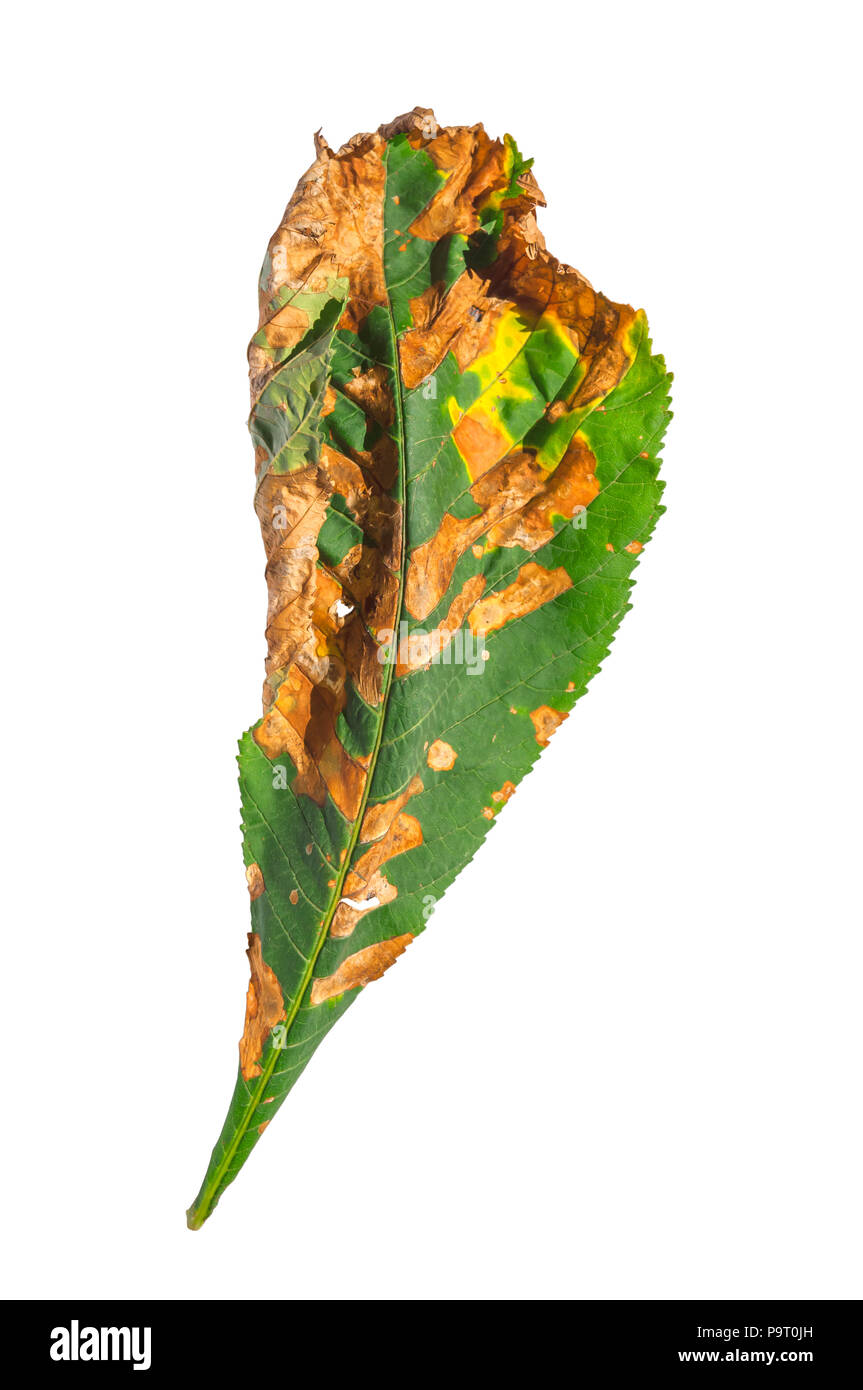 Green natural botany leaf isolated on white Stock Photo - Alamy
