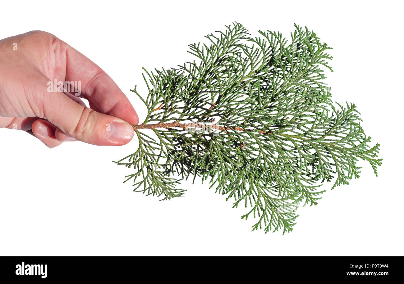 Hand holding pine tree branch for decoration isolated on white Stock ...