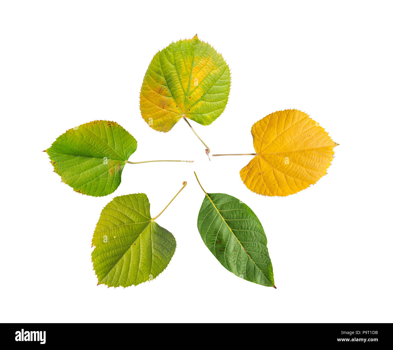 Natural five green botany garden leaf from tree isolated on white ...