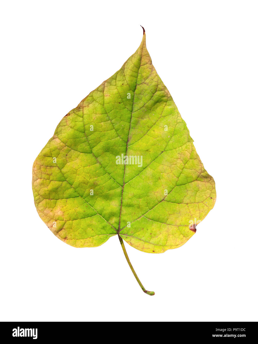 Natural green autumn leaf from tree isolated on white Stock Photo - Alamy