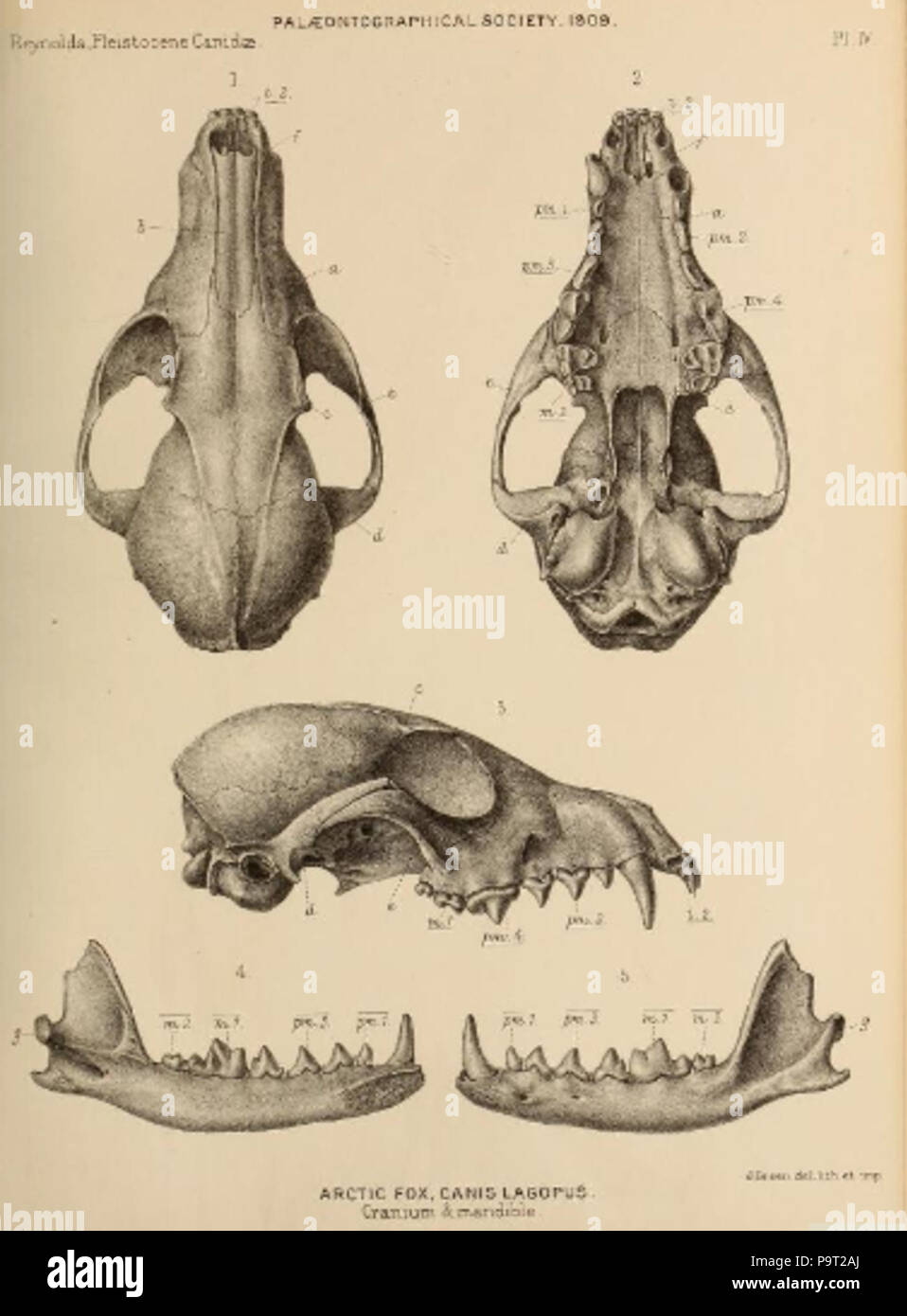 Mammals of the pleistocene hi-res stock photography and images - Alamy