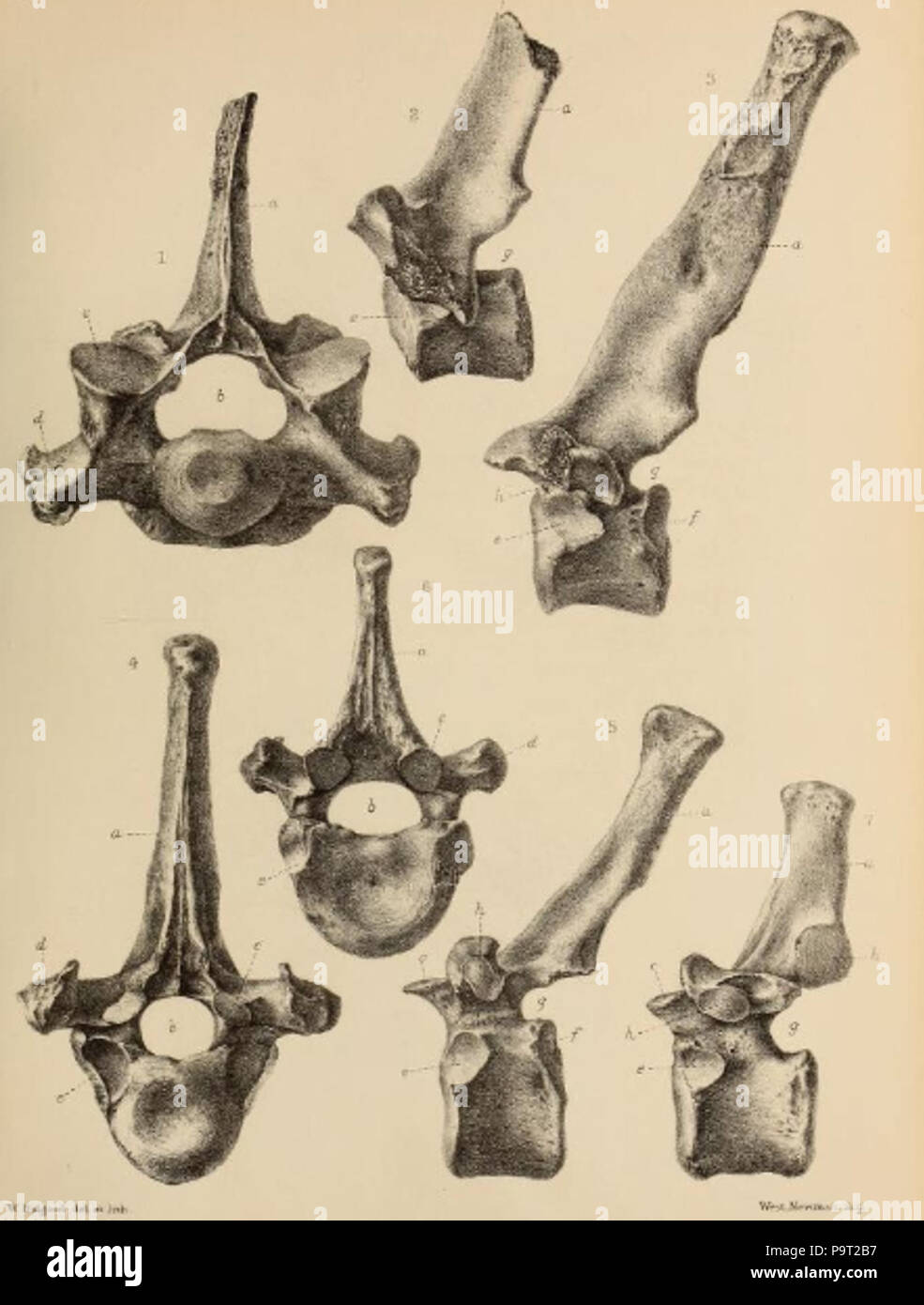 248 British Pleistocene Mammalia (1866) Cave Hyena Vertebrae 2 Stock ...