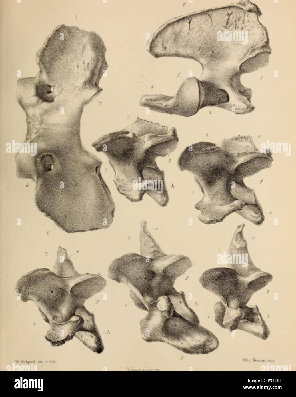 248 British Pleistocene Mammalia (1866) Cave Hyena Vertebrae Stock ...