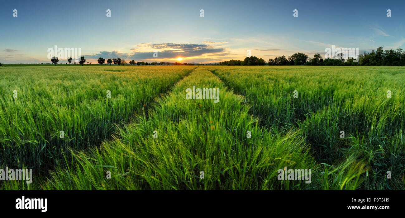 Sunset over wheat field with path Stock Photo - Alamy