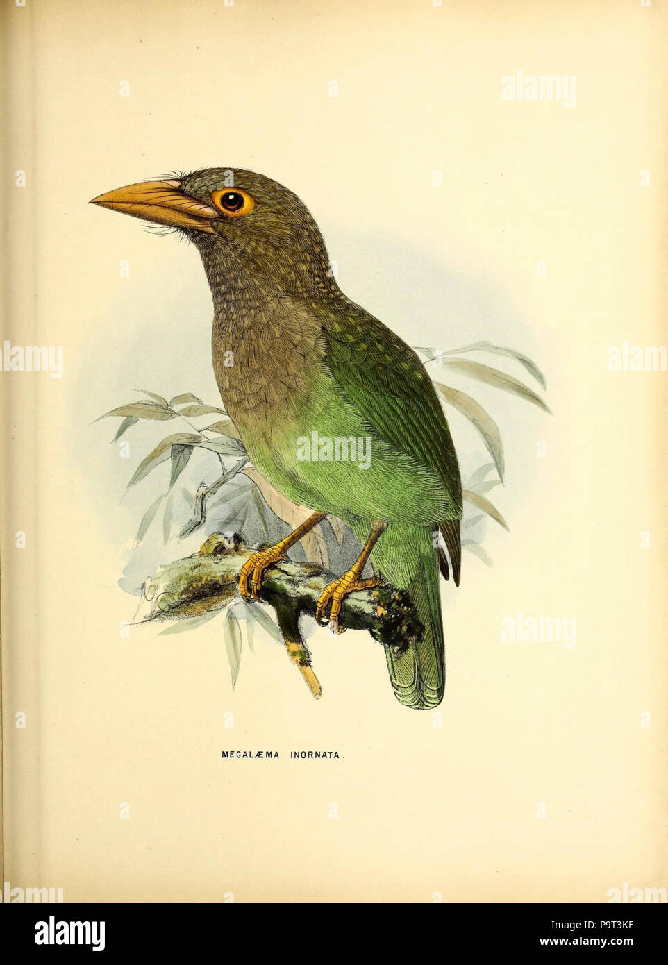 A monograph of the Capitonidæ, or scansorial barbets Stock Photo - Alamy